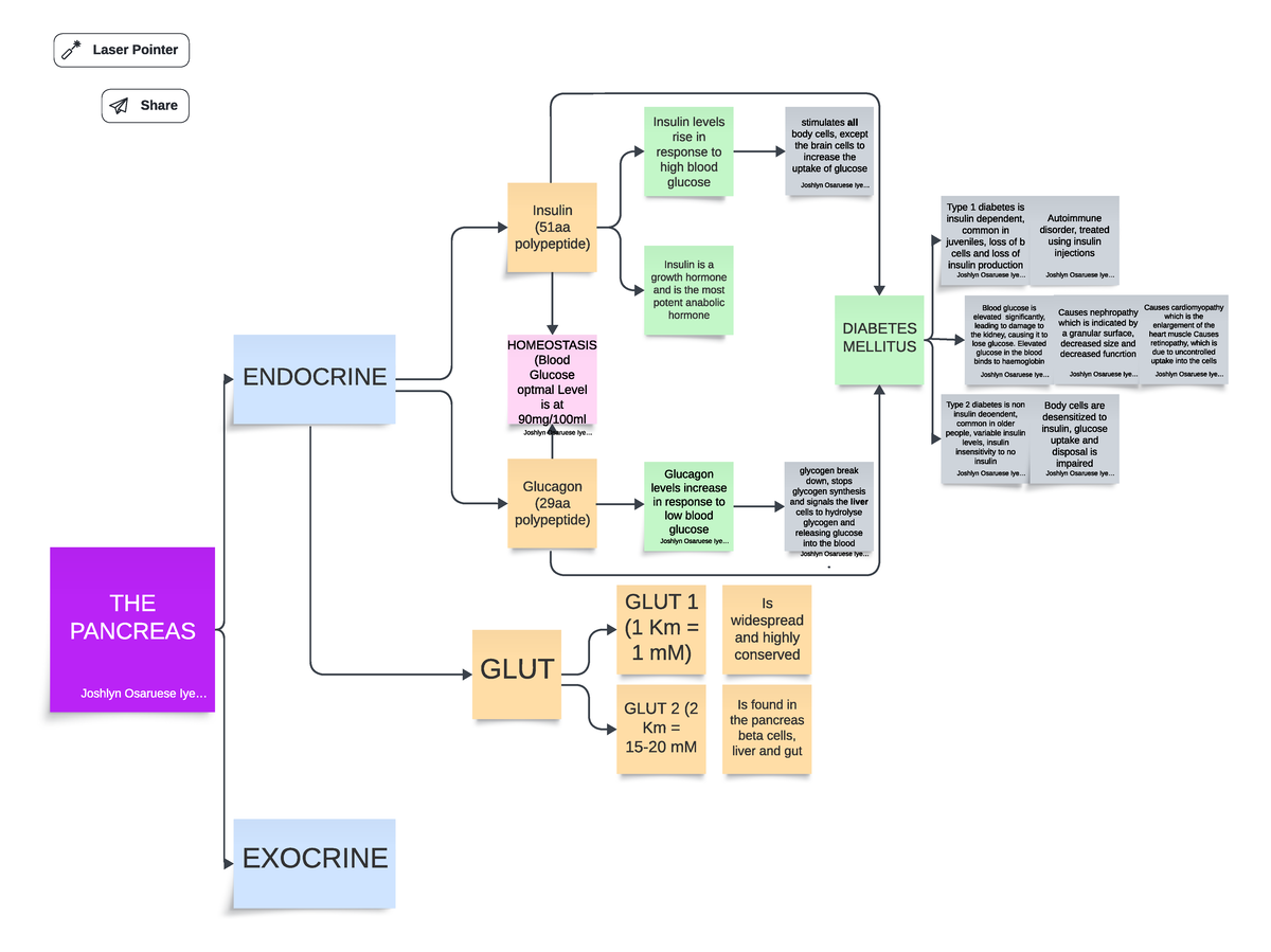 Bio Sci 101 lab 2 Concept map - ENDOCRINE Laser Pointer Share Glucagon ...
