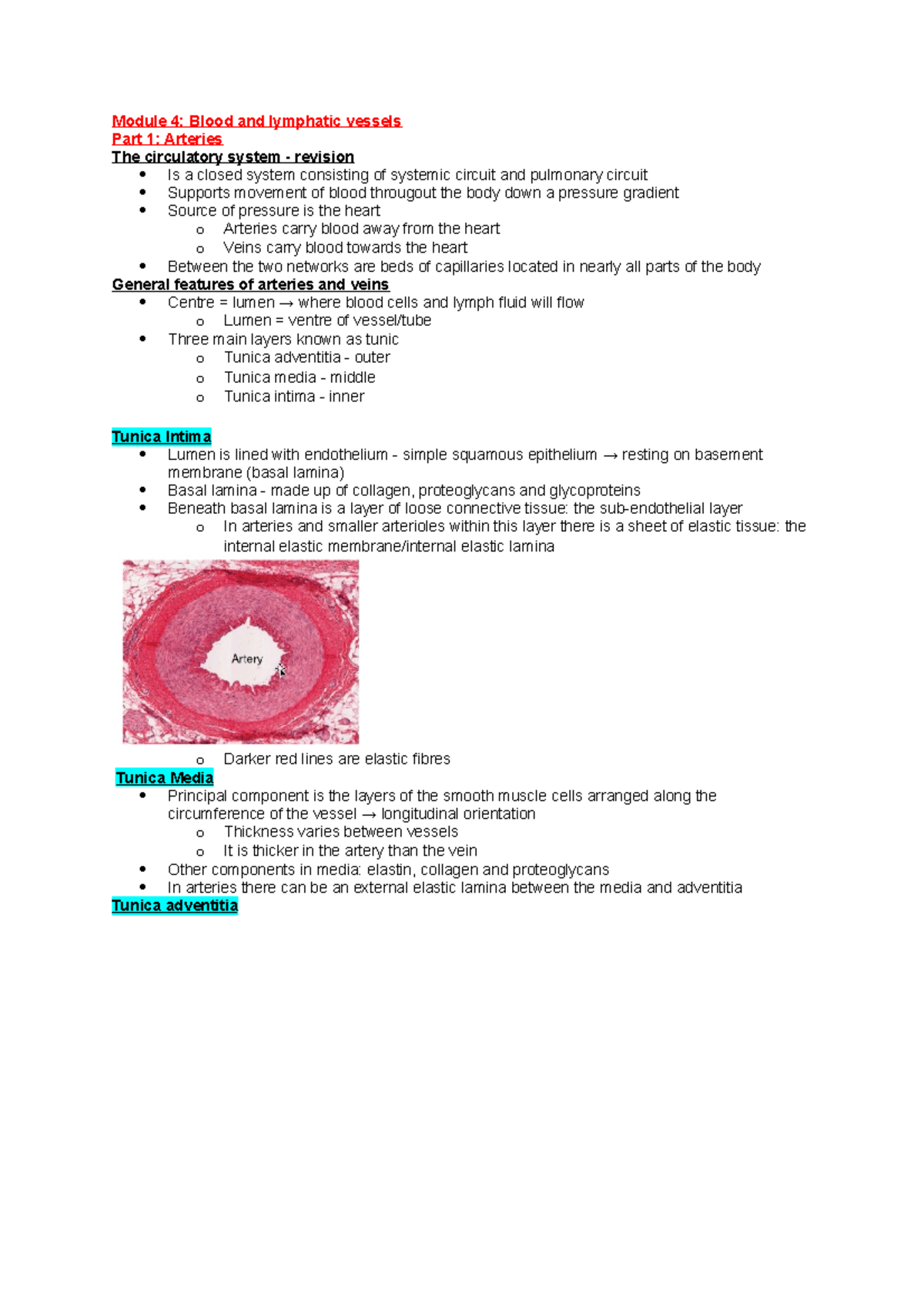 Histology - arteries - Module 4 - Module 4: Blood and lymphatic vessels ...