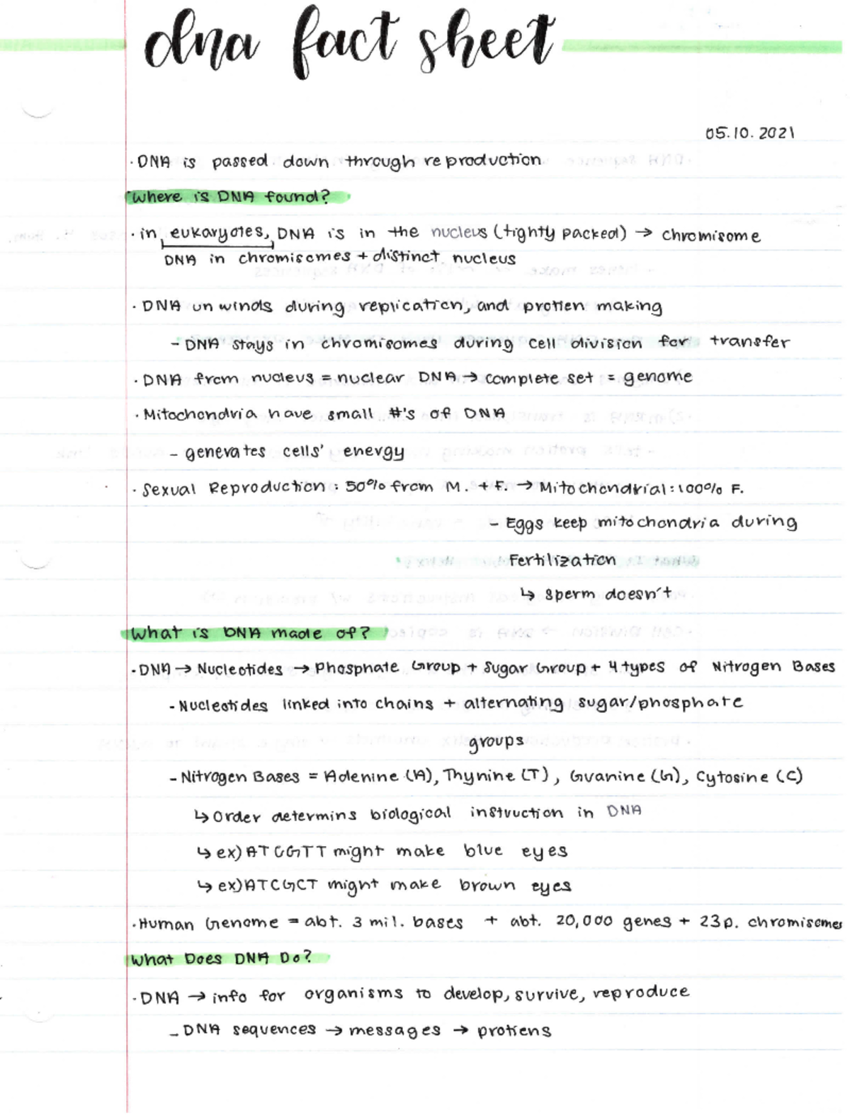 DNA Fact Sheet - Studocu