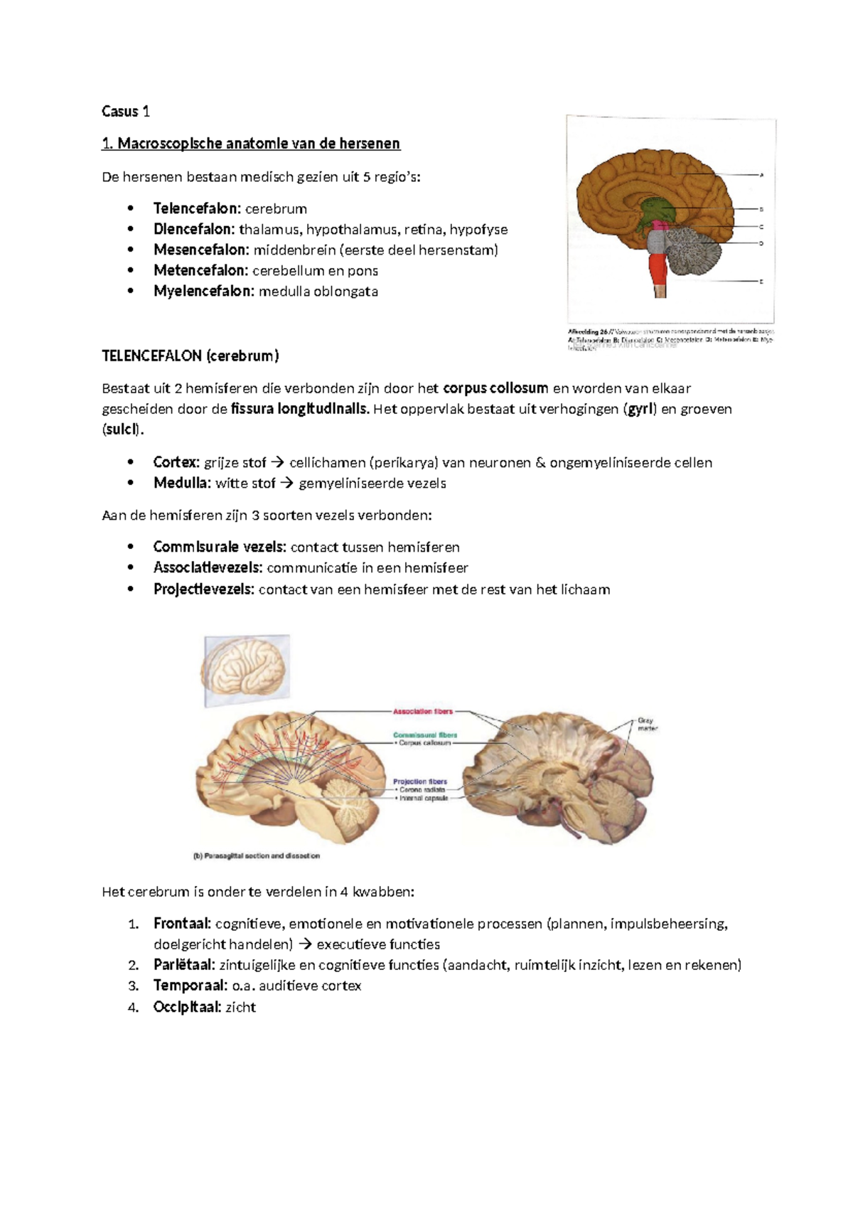 Casus 1 anatomie en histologie hersenen - Casus 1 Macroscopische ...