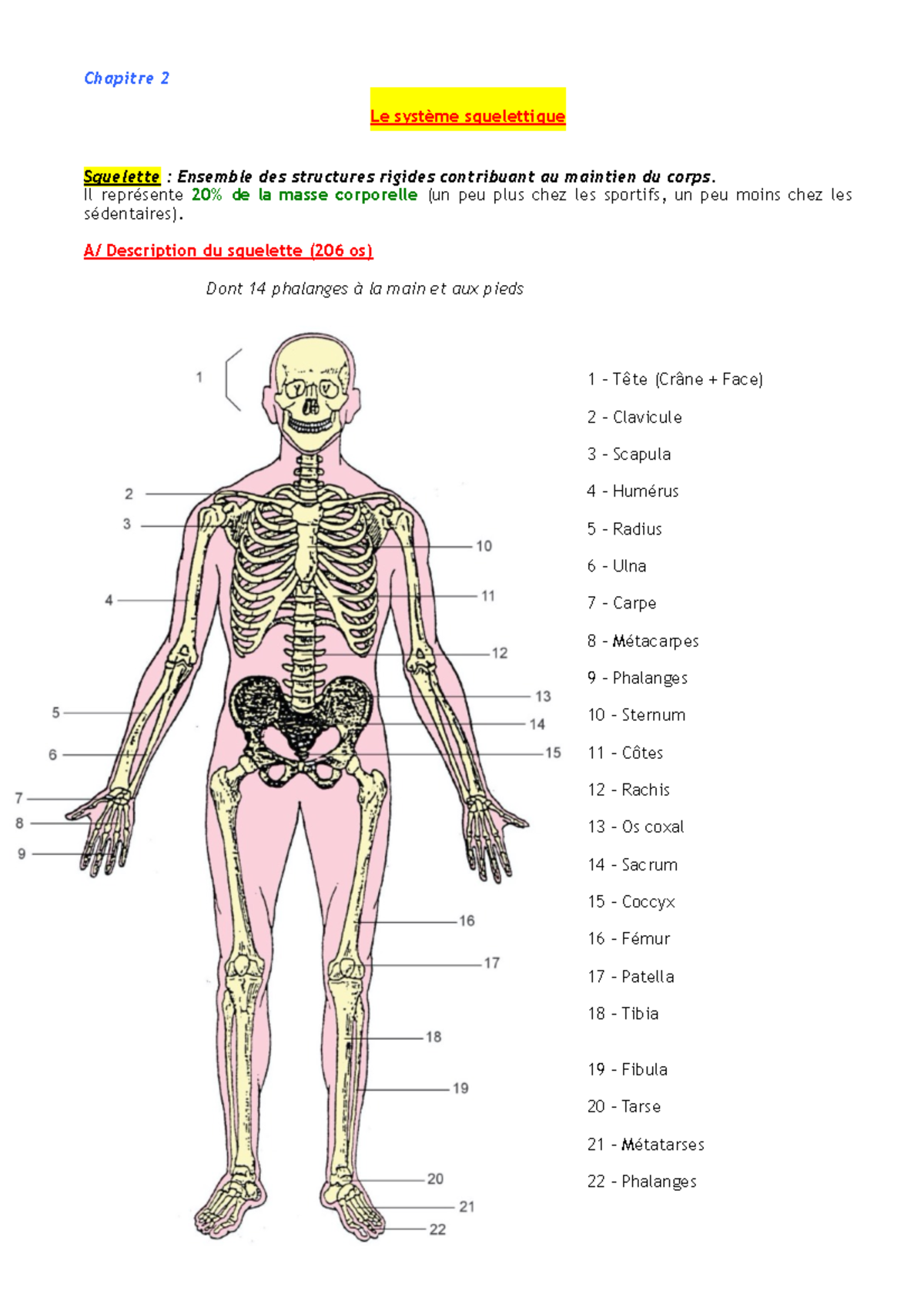Anat 7 - Notes de cours 7 - Chapitre 2 Le système squelettique ...
