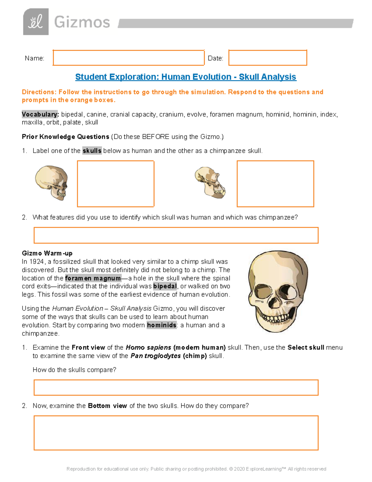 Copy of Human Evolution SE - Name: Date: Student Exploration: Human ...