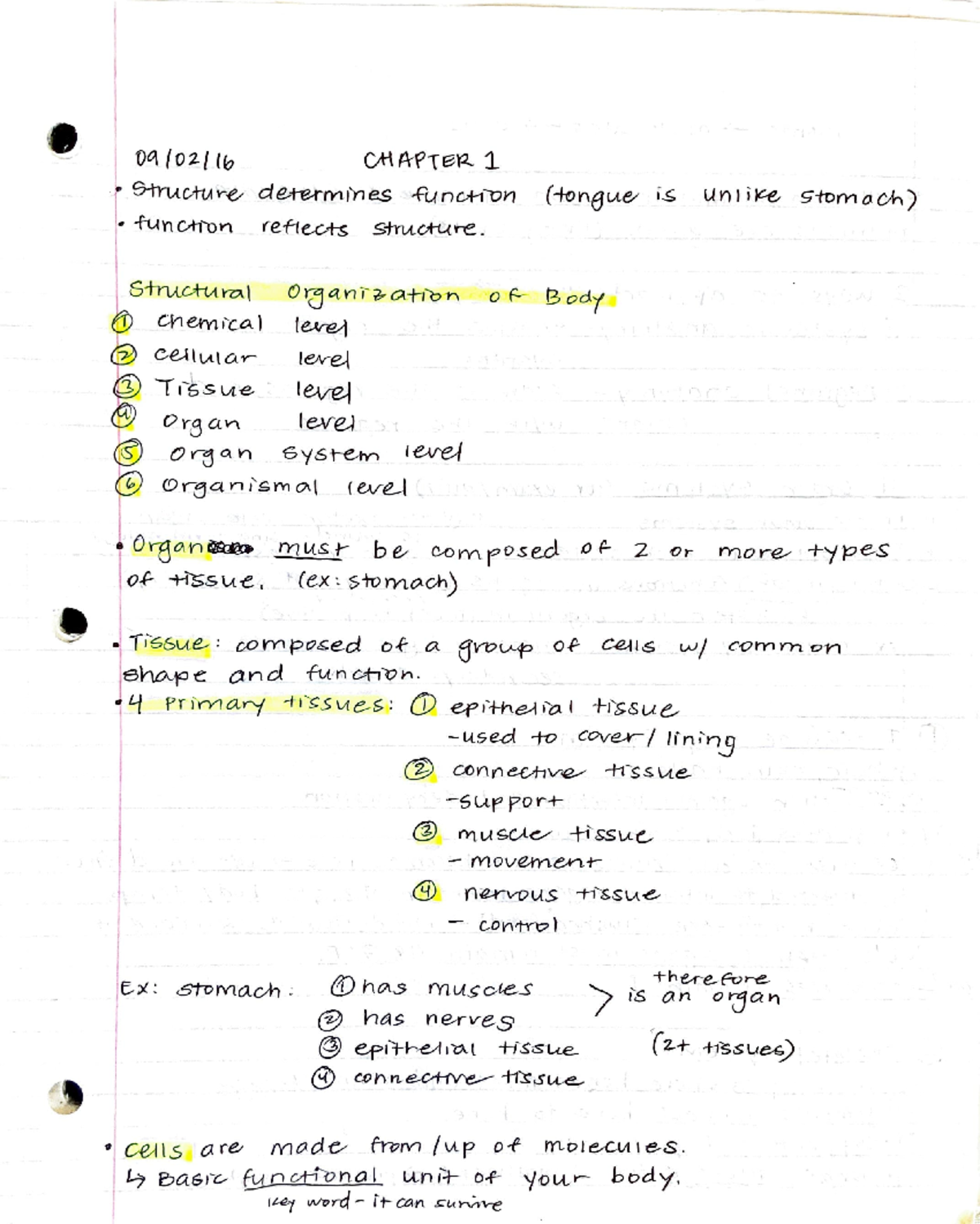 Anatomy Notes (part 1) - Special Topics in Biology - Studocu
