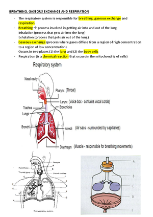 Life Sciences excretion Cheat Sheet + Diagrams-Grade 11 CAPS curriculum ...