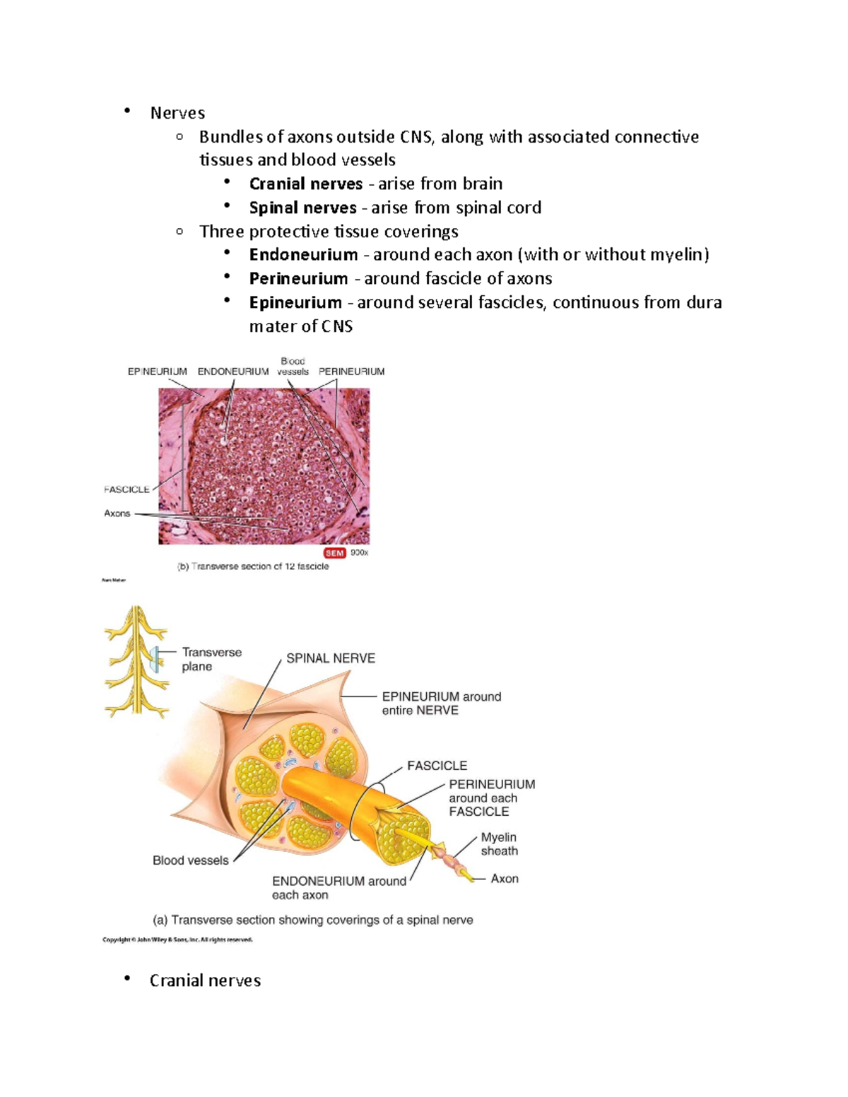 Peripheral nervous system - Nerves o Bundles of axons outside CNS ...