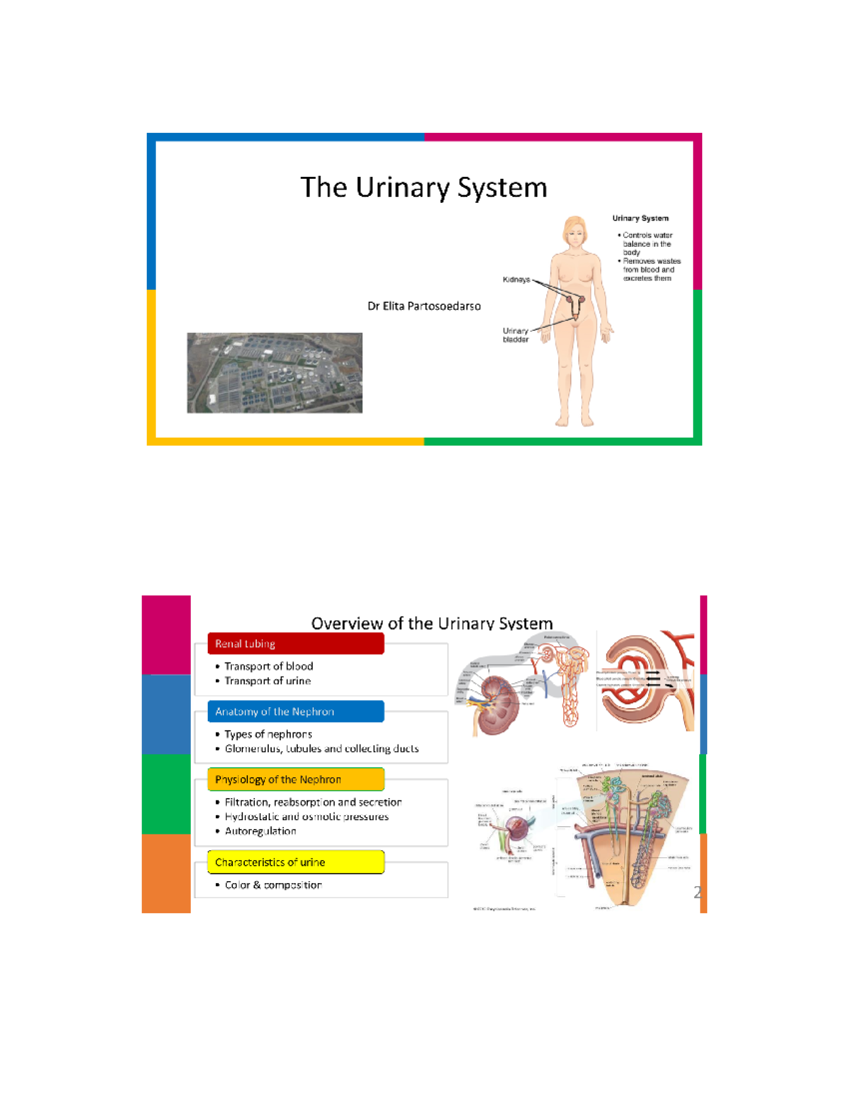 The Urinary System - Note - HLSC1201U - Studocu