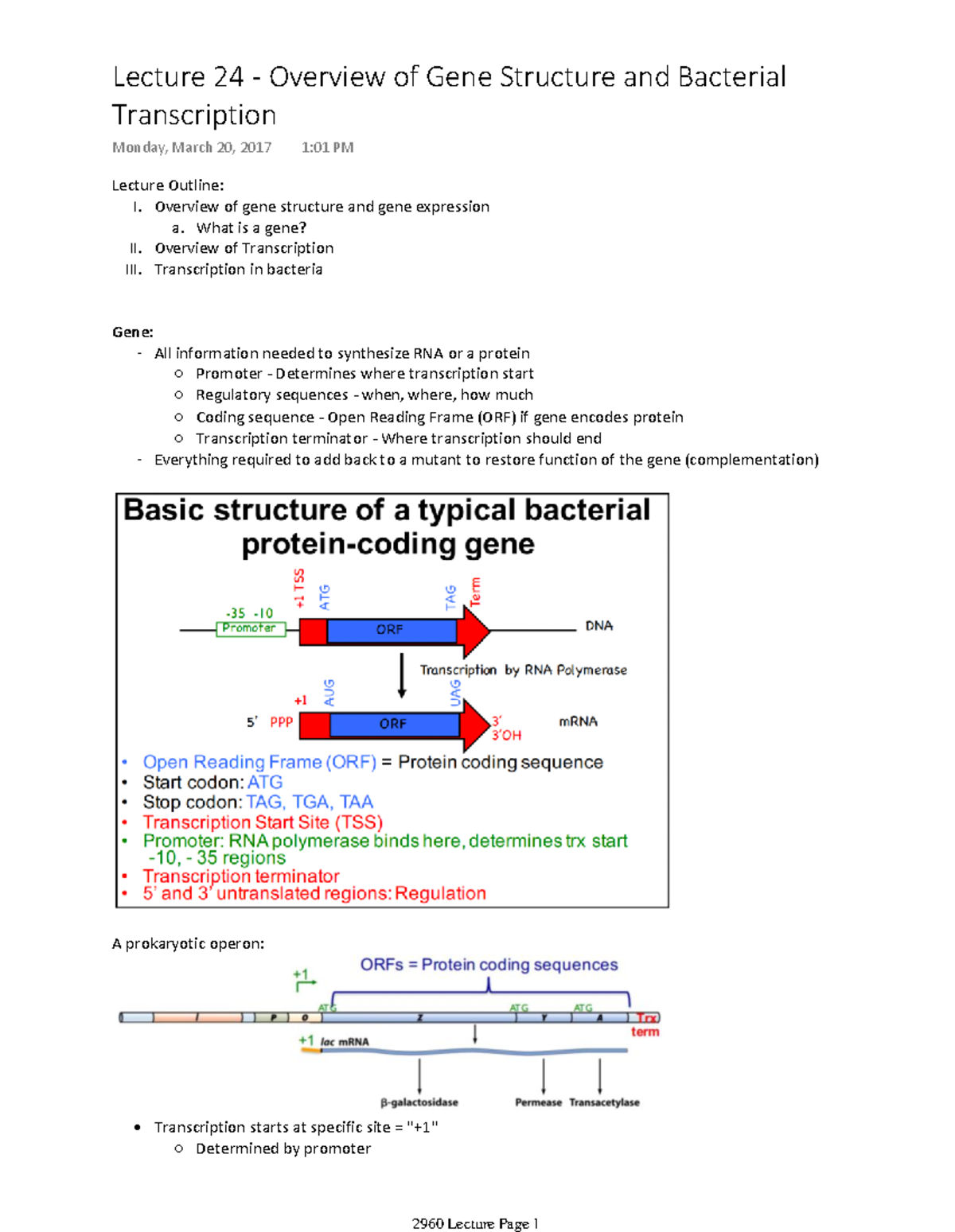 Lecture 24 - Overview of Gene Structure and Bacterial Transcription ...