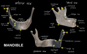 Respi and Gastro Anatomy B2 with label - LIVER Right Lobe Left lobe ...