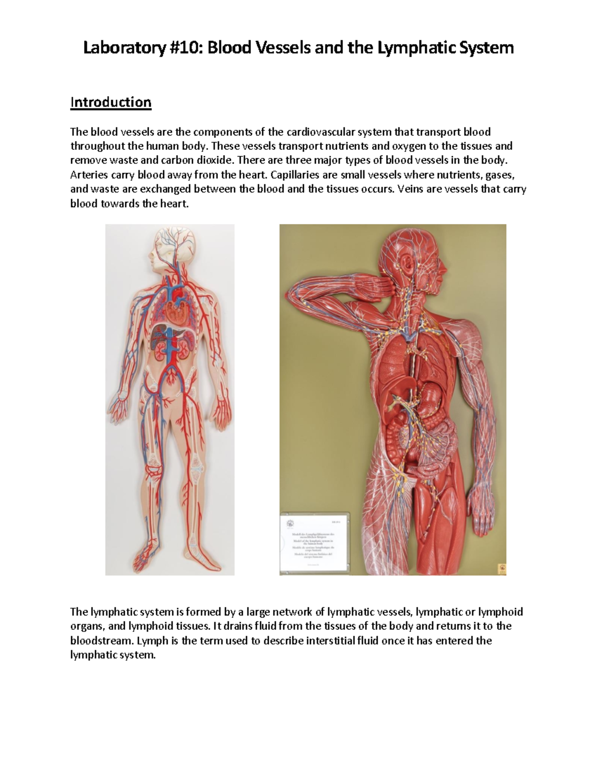 Laboratory 10 - Blood Vessels and the Lymphatic System - Laboratory #10 ...
