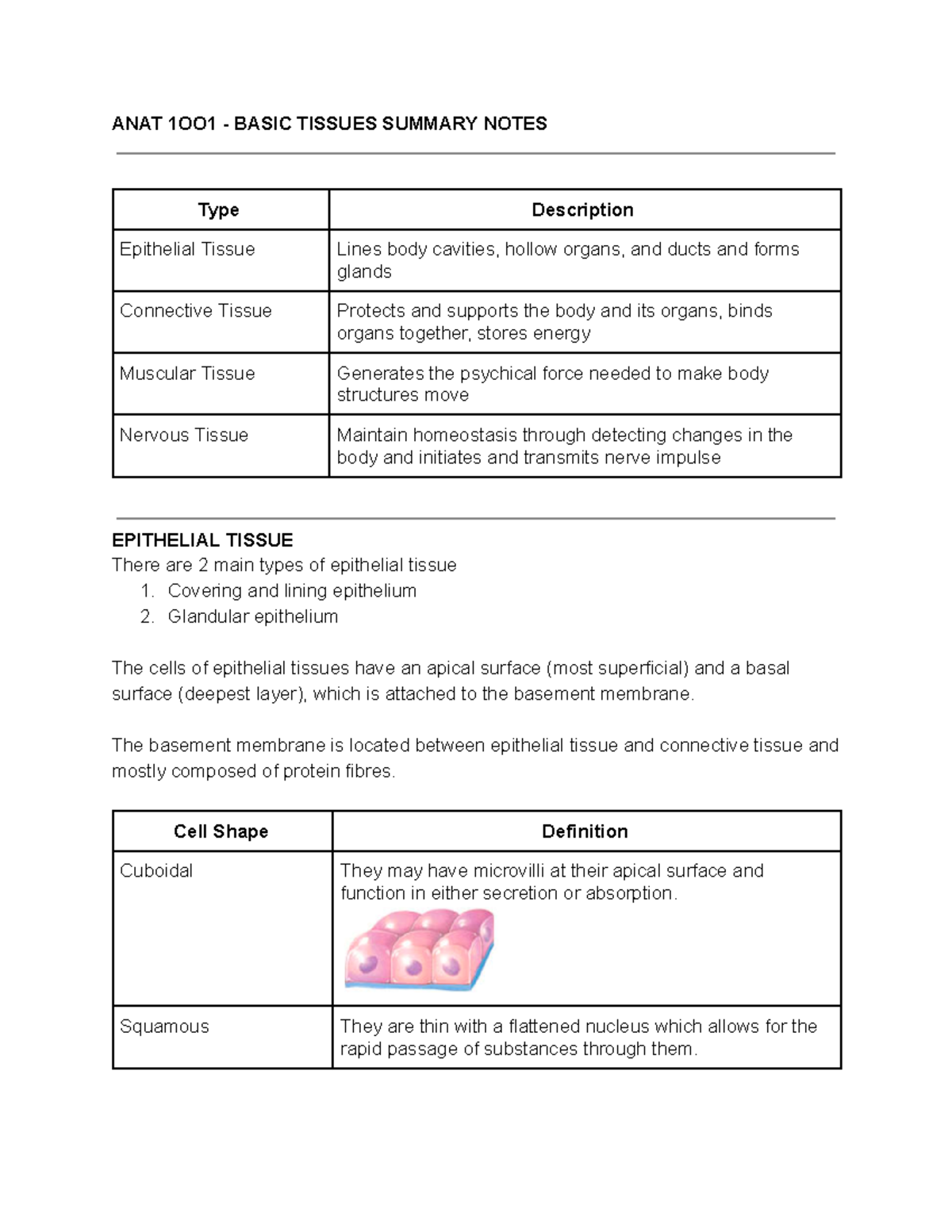 Basic tissue - Lecture notes 2-3 - ANAT 1OO1 - BASIC TISSUES SUMMARY ...