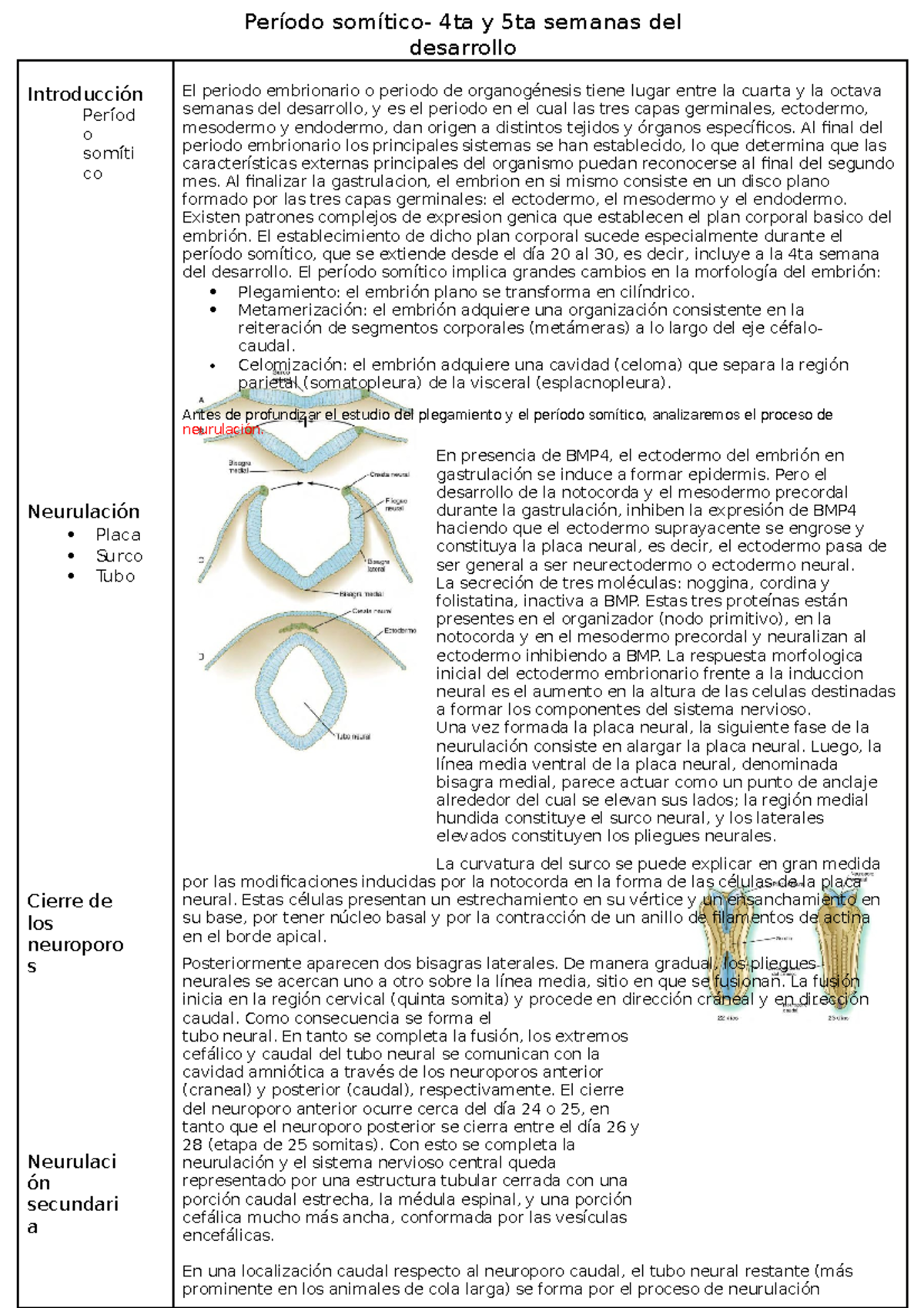 4. Unidad 4TA Y 5TA Semana ( Periodo Somitico) - Período somítico- 4ta ...