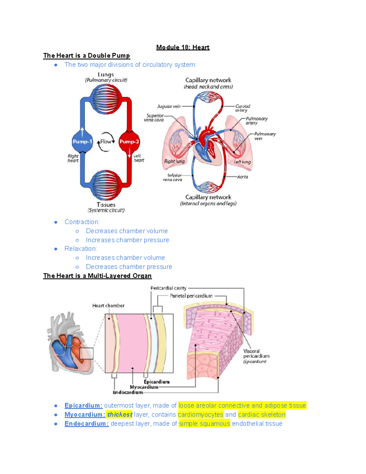 Quiz 5 - quiz 5 study guide - Module 18: Heart The Heart is a Double ...