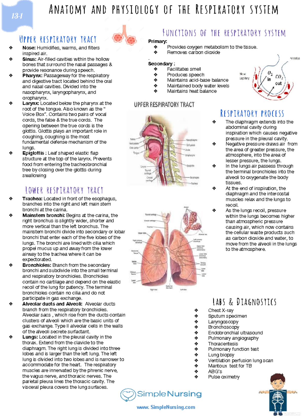 Respiratory study guide 95f711f51bbd1e92a737ad7243a83c4a - 13- http ...