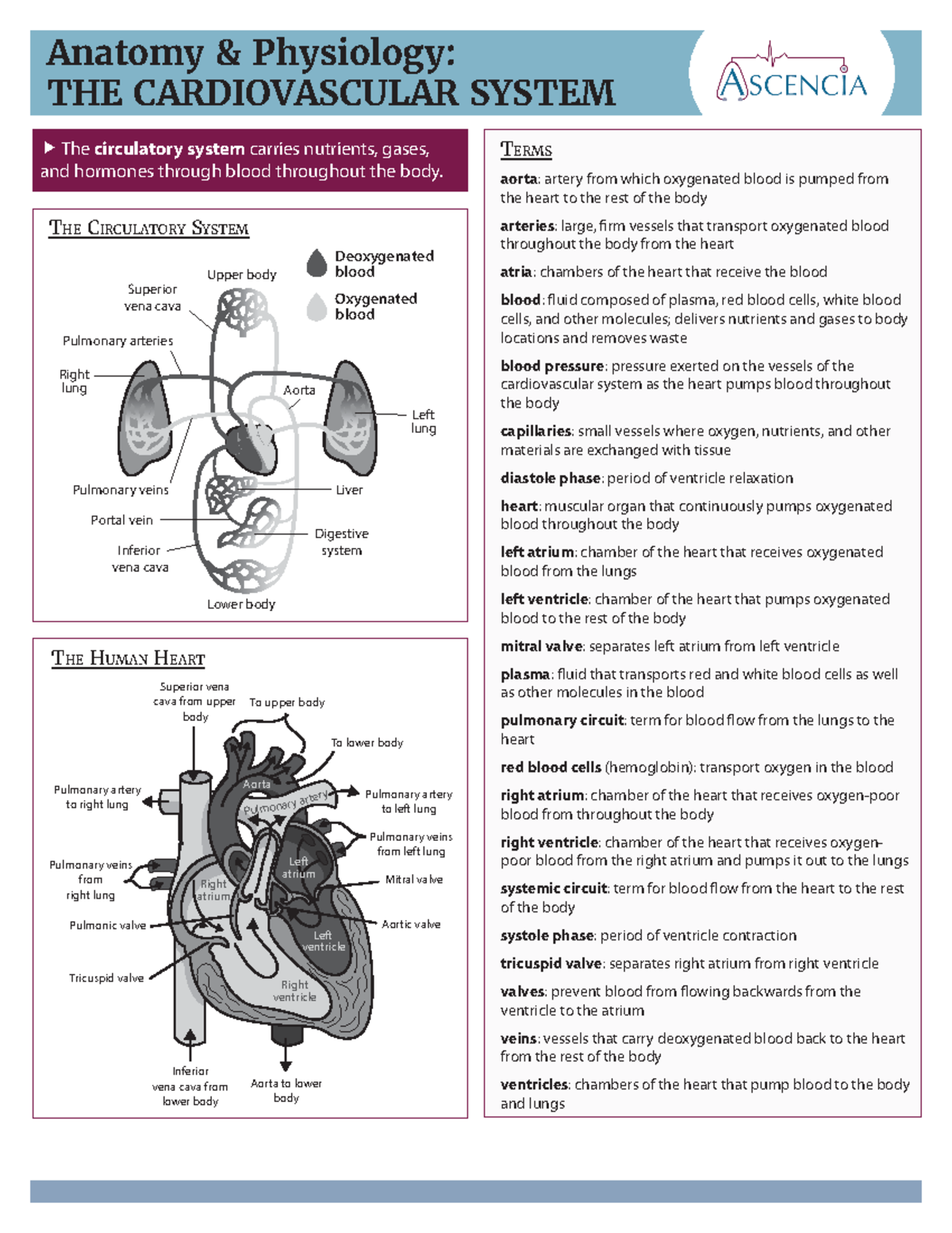 AS+-+ Anatomy+ + Physiology+-+The+Cardiovascular+System - Anatomy ...