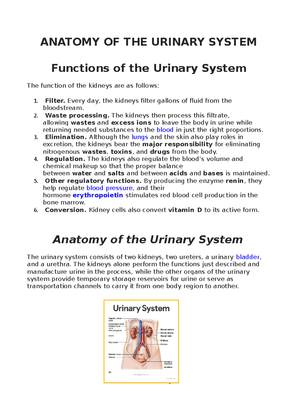 Anatomy of the urinary system - ANATOMY OF THE URINARY SYSTEM Functions ...