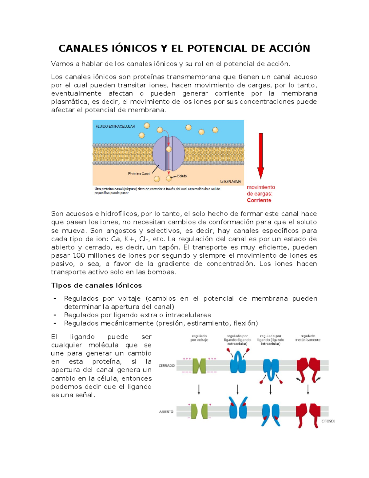 Canales Iónicos y Potencial de acción - CANALES Y EL POTENCIAL DE Vamos ...