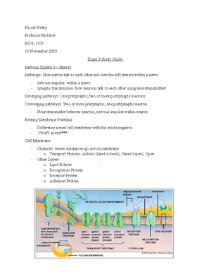 The Four Types of Human Body Tissues - Their Structure and Function ...