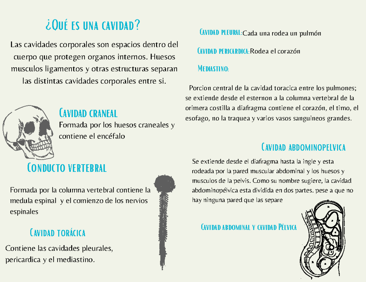 Proyecto integrador 4 - ¿Qué es una cavidad? Las cavidades corporales ...