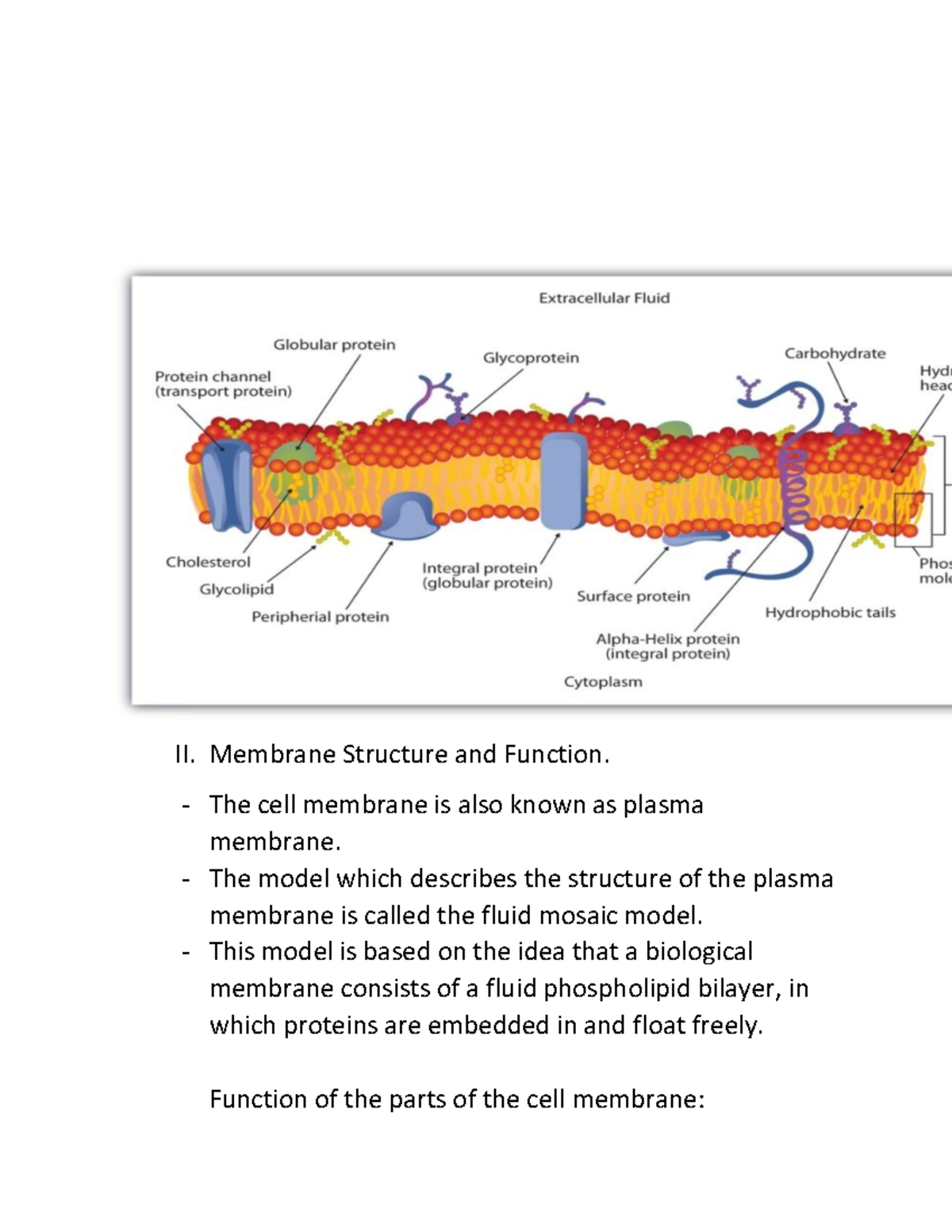 Chapter 2 - grade 12 biology 1001 prep - II. Membrane Structure and Function. The cell membrane ...