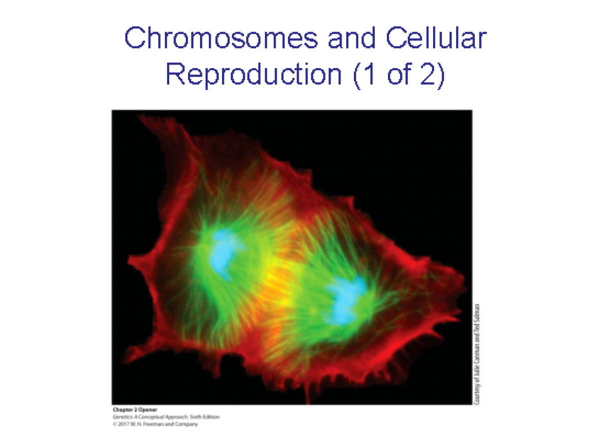 Genetics chapter 2 - powerpoints - Chromosomes and Cellular ...