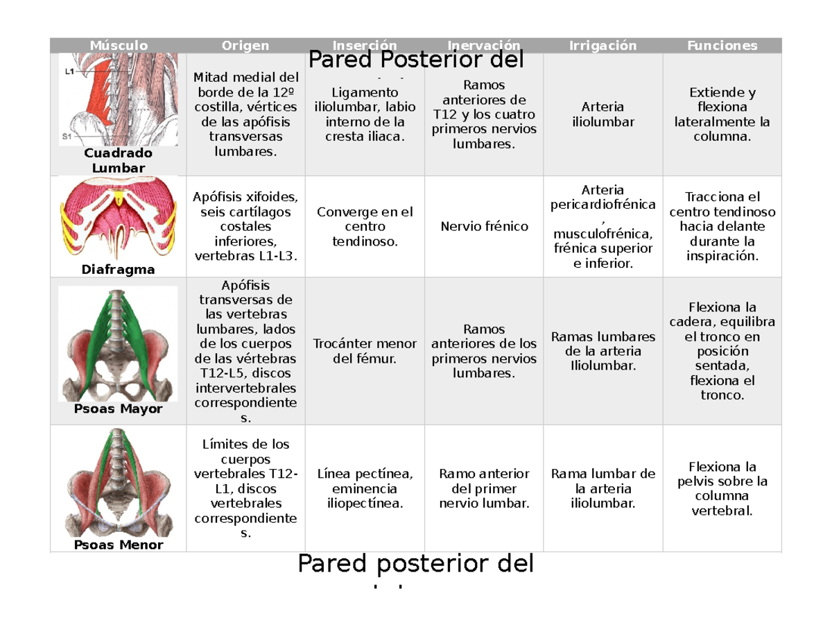 Músculos abdominales - Músculo Origen Inserción Inervación Irrigación ...