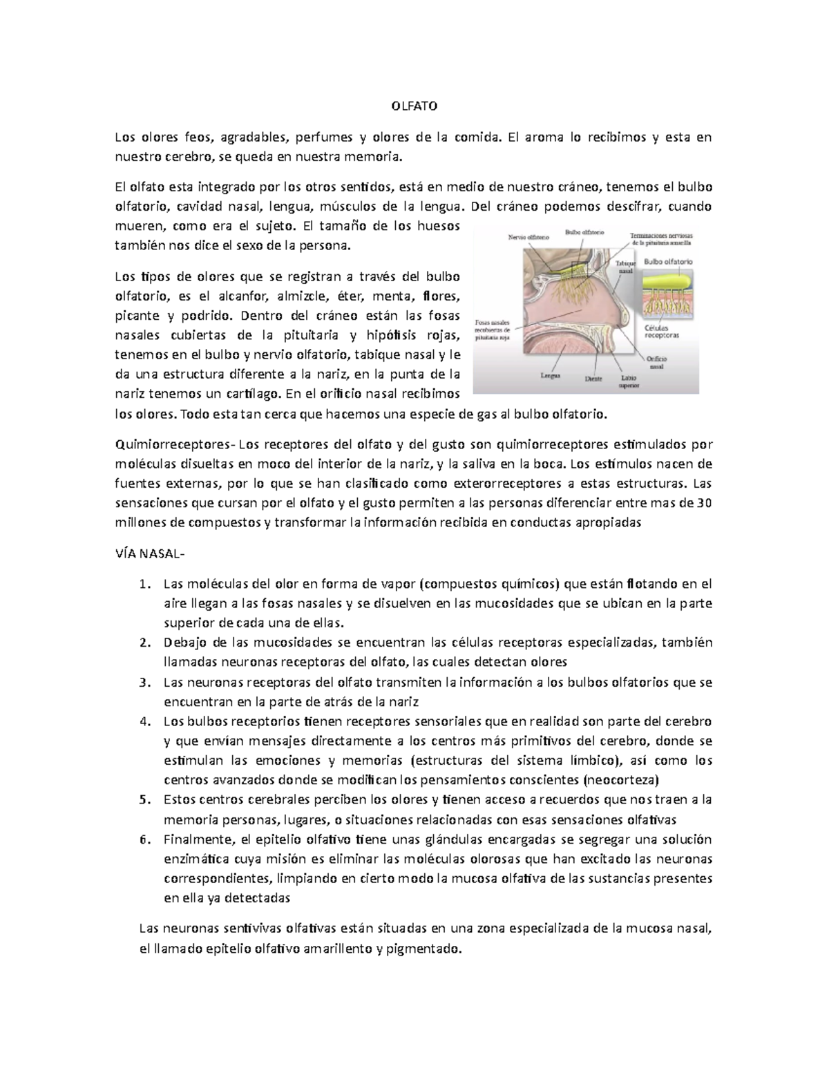 Olfato - Profesora: Marta Alicia Menjivar Iraheta - OLFATO Los olores ...