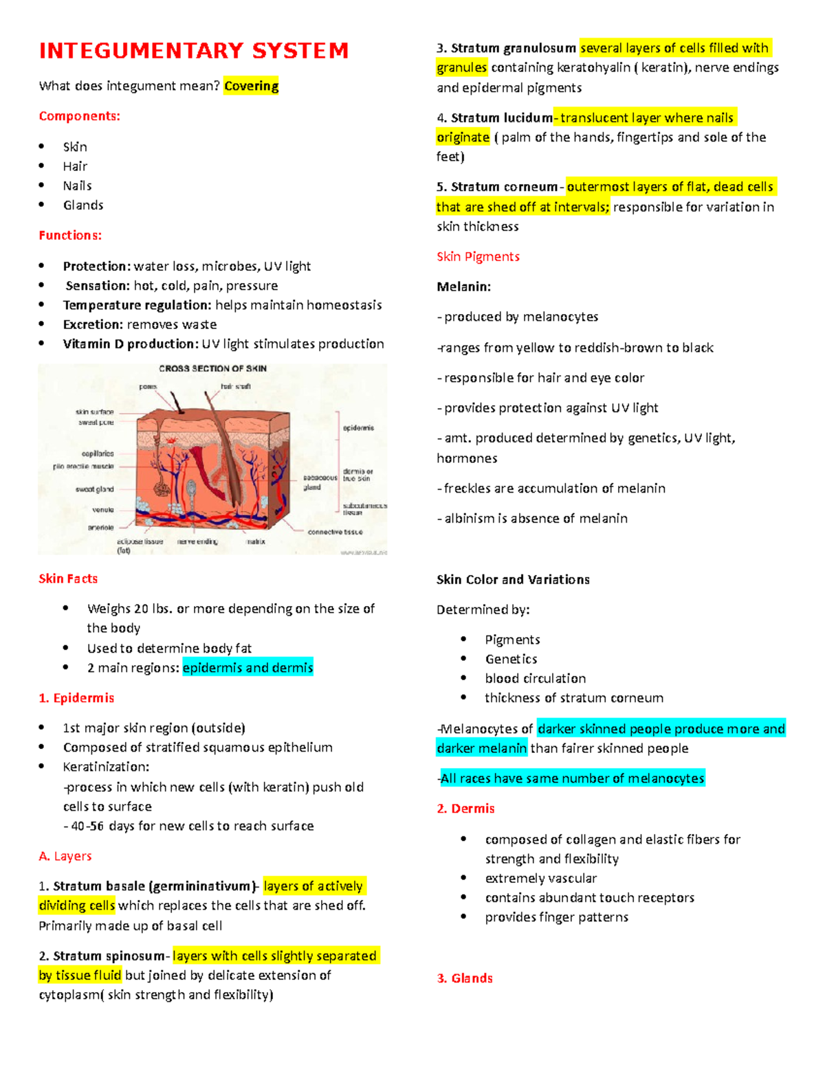 Integumentary System - aral well - INTEGUMENTARY SYSTEM What does ...