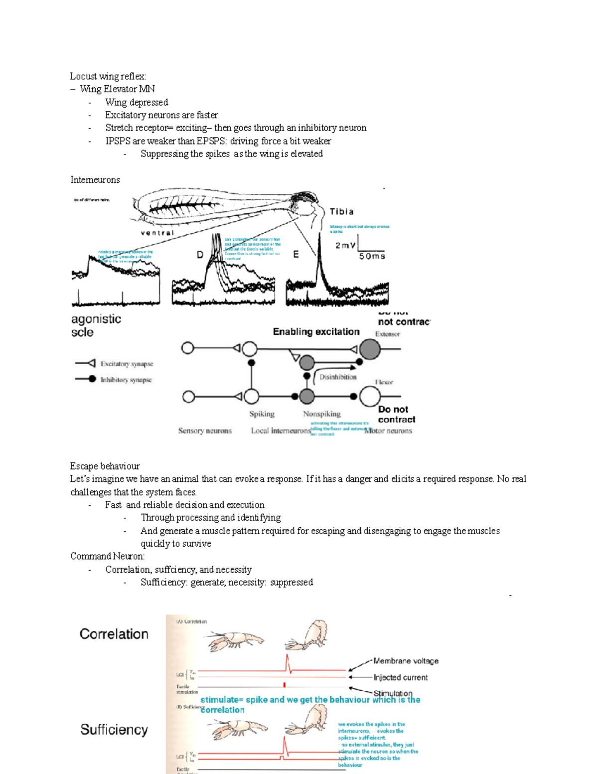 Neuroethology Lecture 3 - Locust wing reflex: Wing Elevator MN Wing ...