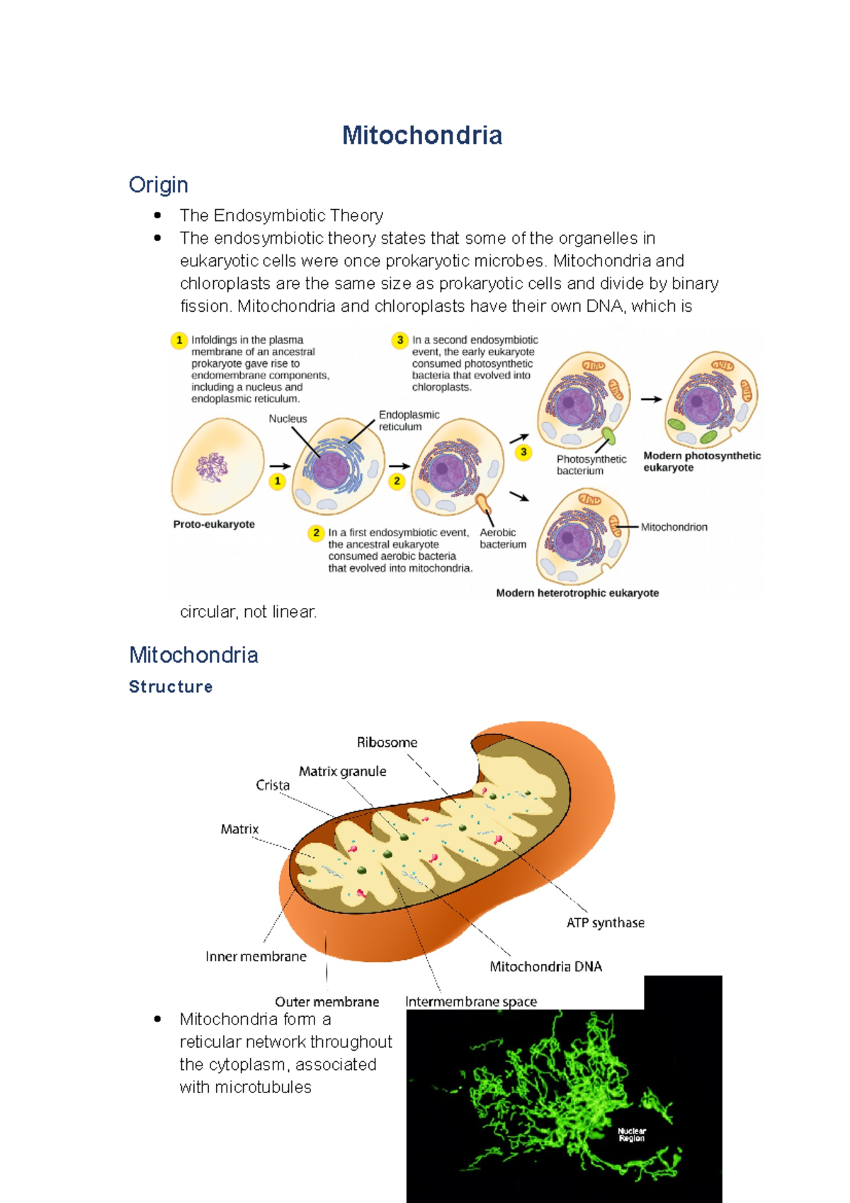 Mitochondria and the Endosymbiotic Theory - Mitochondria Origin The ...