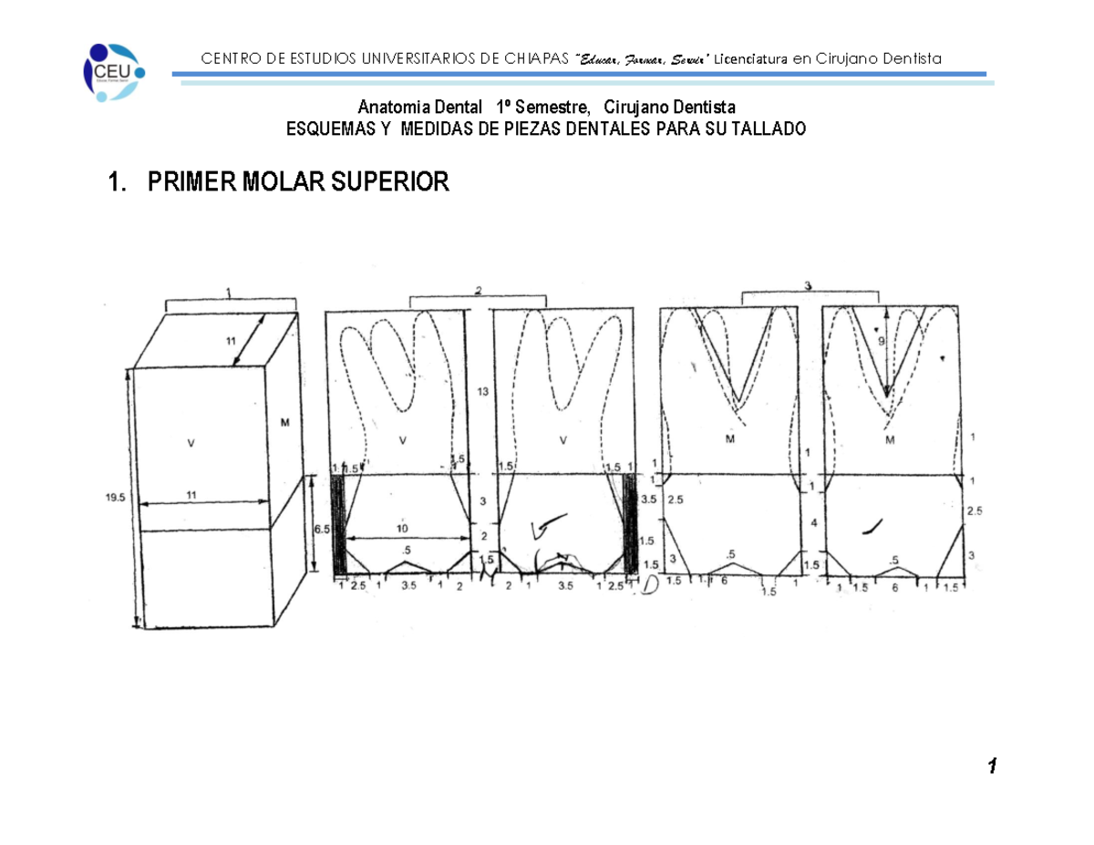 Practica DE Tallado Anatomia Dental 1o Sem - Anatomia Dental 1º ...