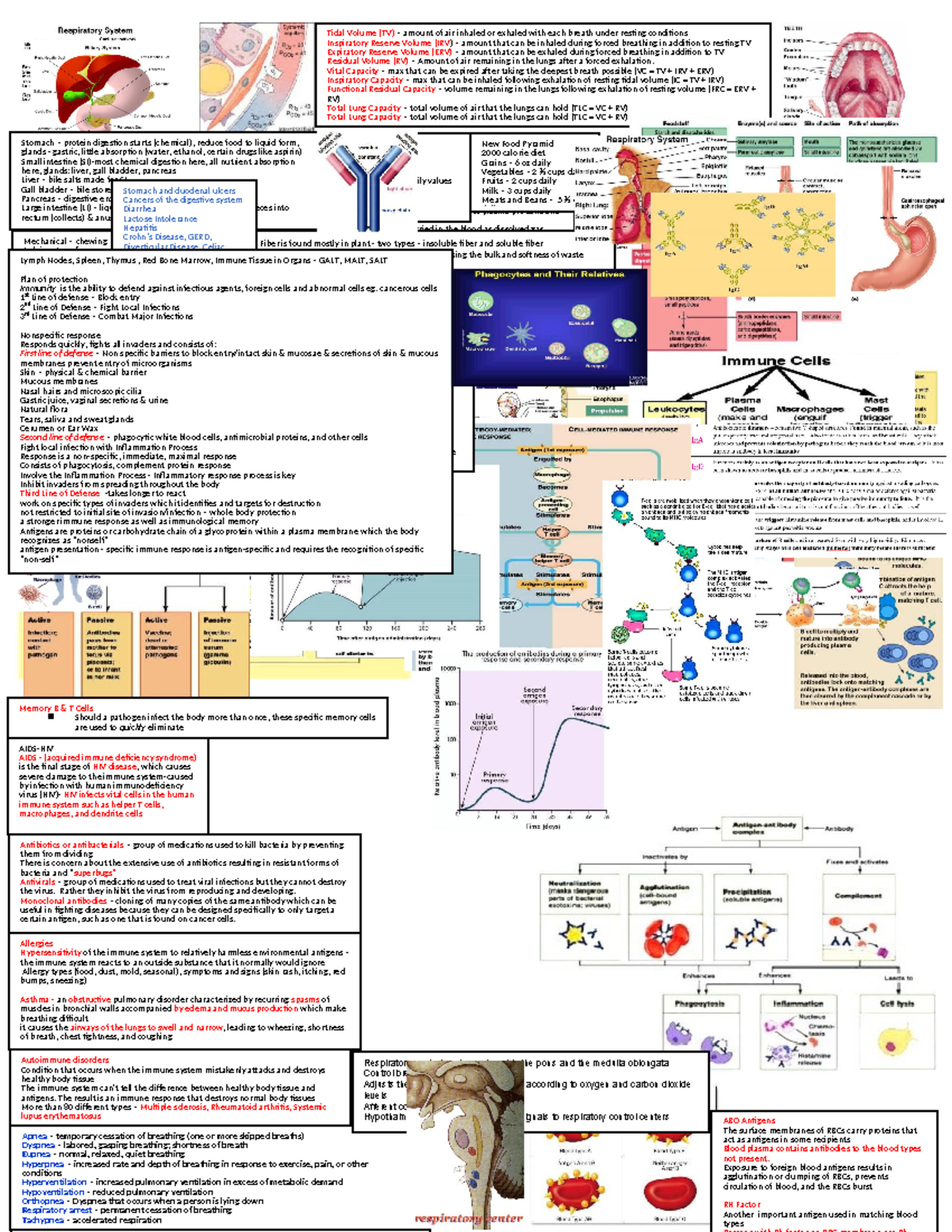 2023 Respiratory Digestive Immune cheat sheet - Tidal Volume (TV) – amount of air inhaled or ...