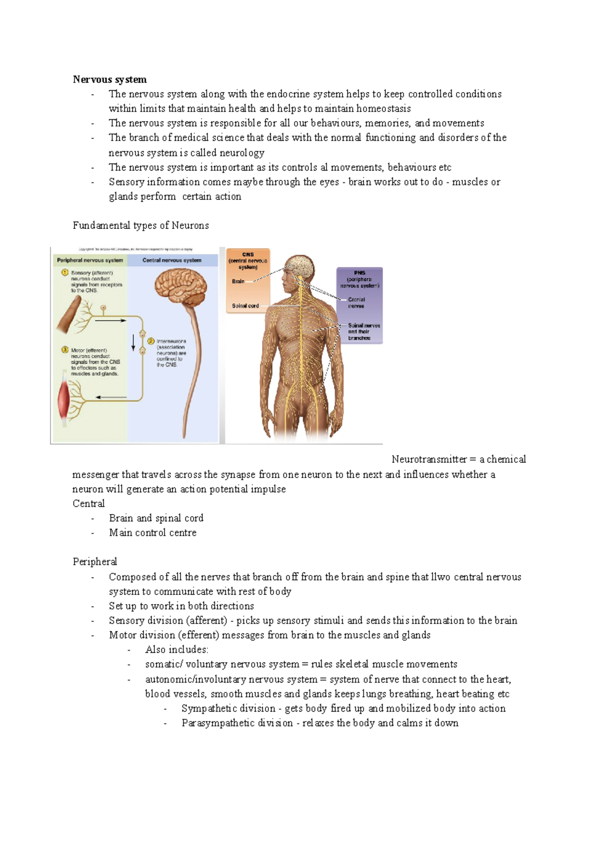 Neurons, Synapse, Action potential - Nervous system - The nervous ...