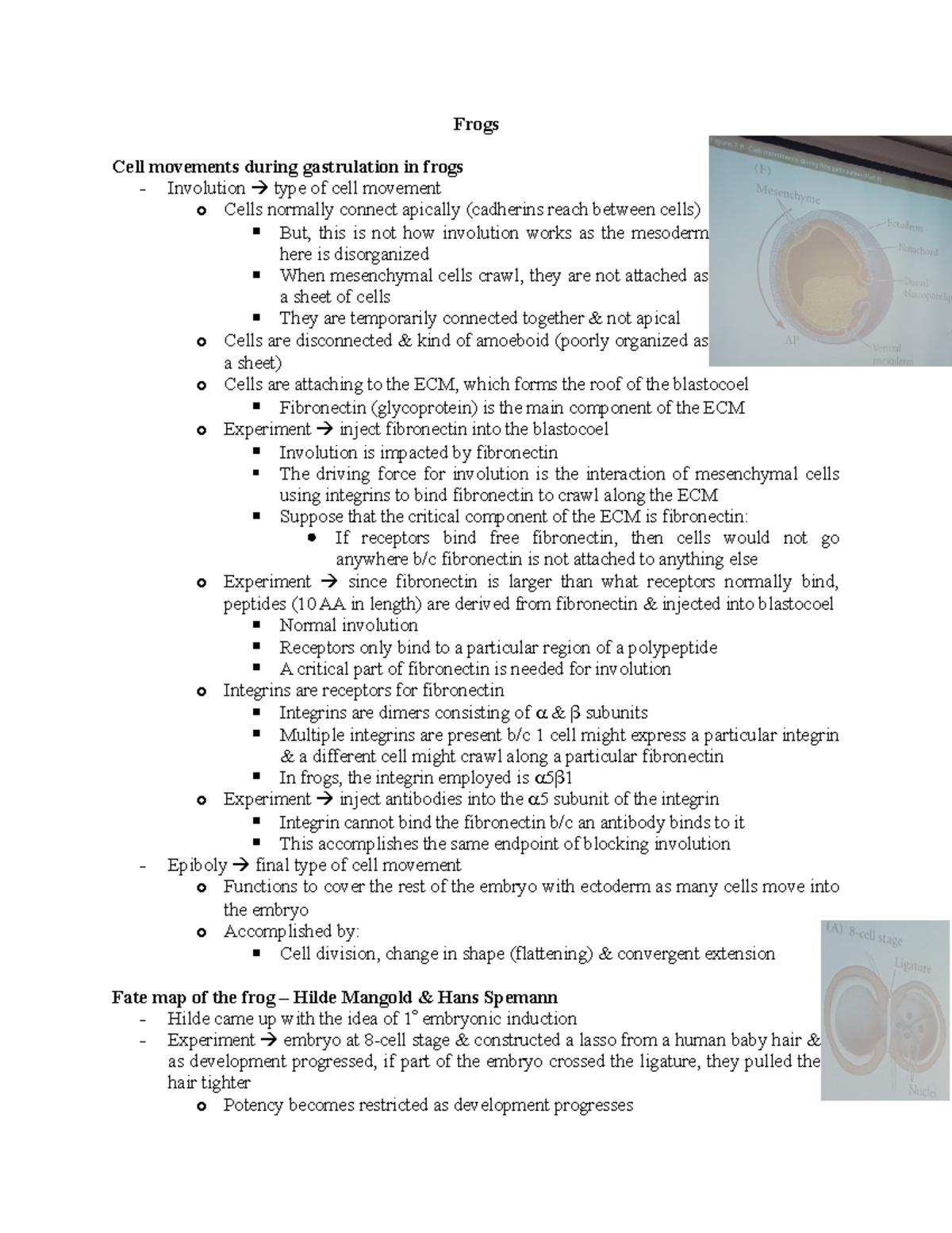 Bio 425 Exam 3 - Chapter notes for Exam 3 - Frogs Cell movements during ...