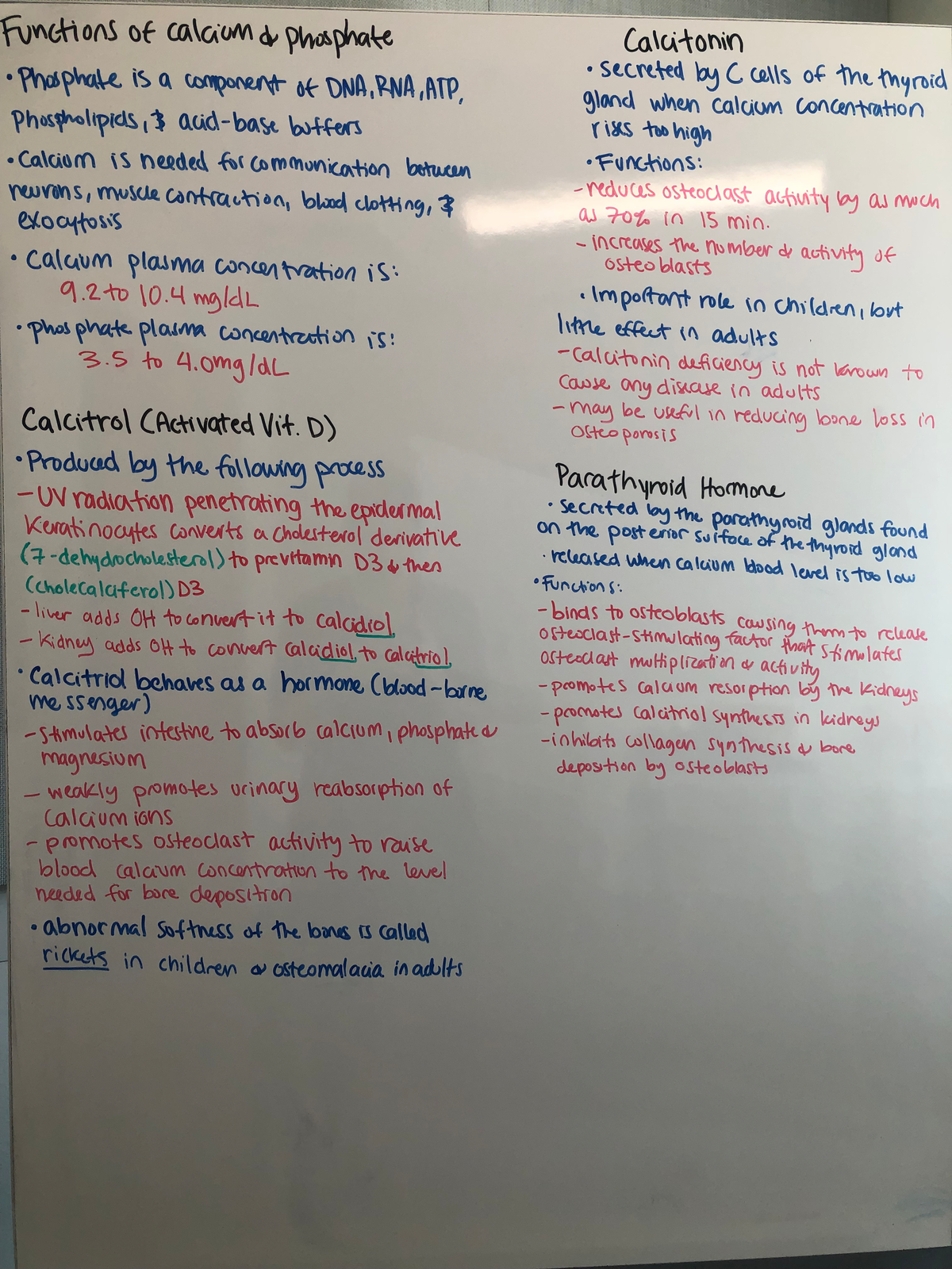 Bone-calcium - These notes go over Functions of calcium and phosphate ...