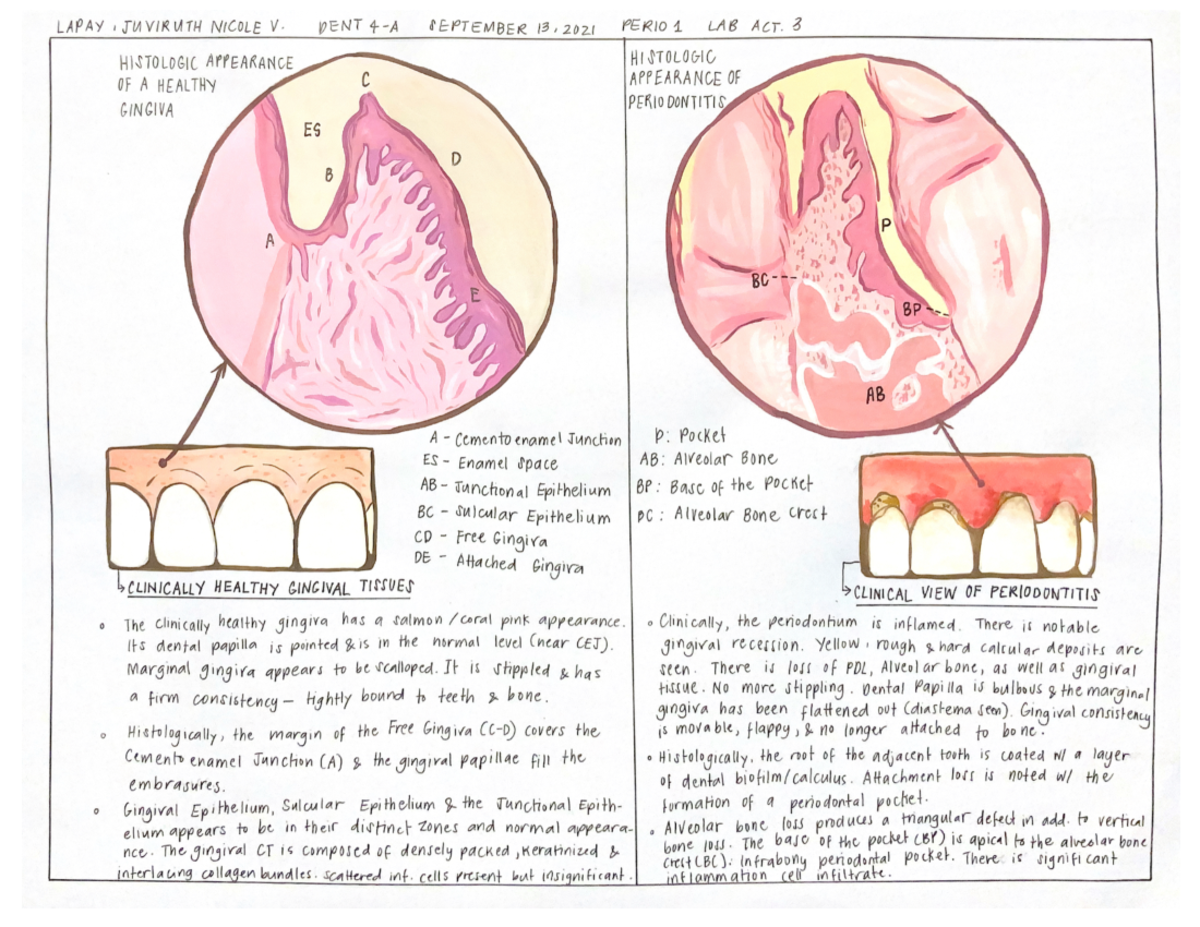 Perio 1-Lab3-Perio Diseases Patho(Scanned) - dental medicine - Studocu