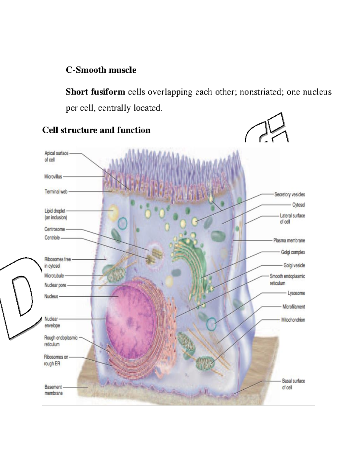 Human-Anatomy 41 - Human Anatomy and Physiology Lecture Notes - C ...