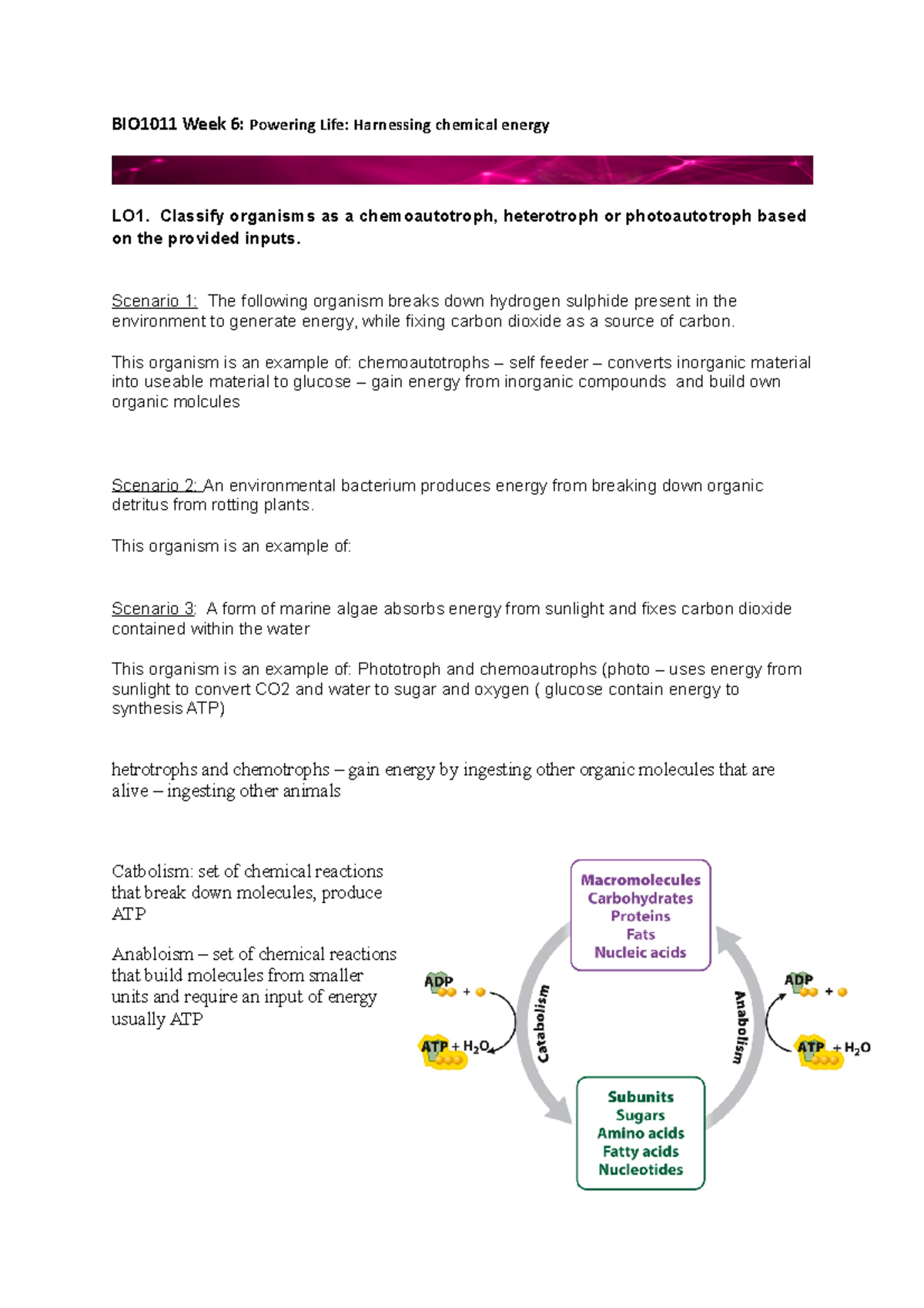 Week 6 Study Guide - BIO1011 Week 6: Powering Life: Harnessing chemical ...