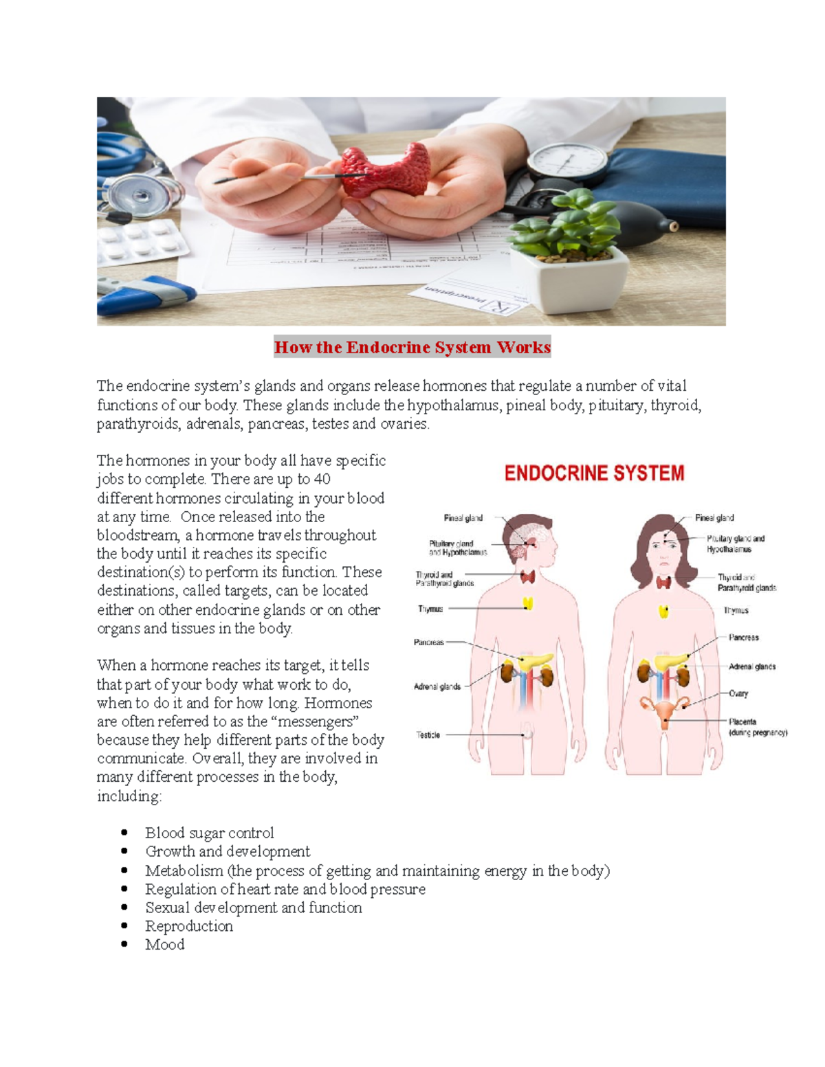 Endocrinology - Condensed information - How the Endocrine System Works ...