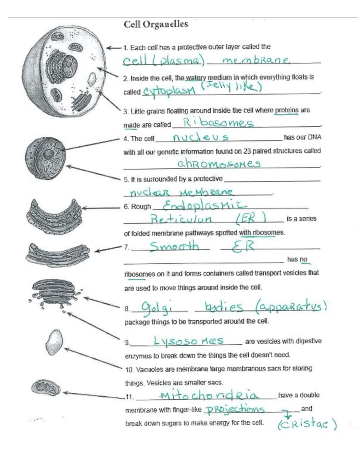 Copy of Copy of 11 18 2022 Cell Organelles Notes-for students- AK - FMS ...