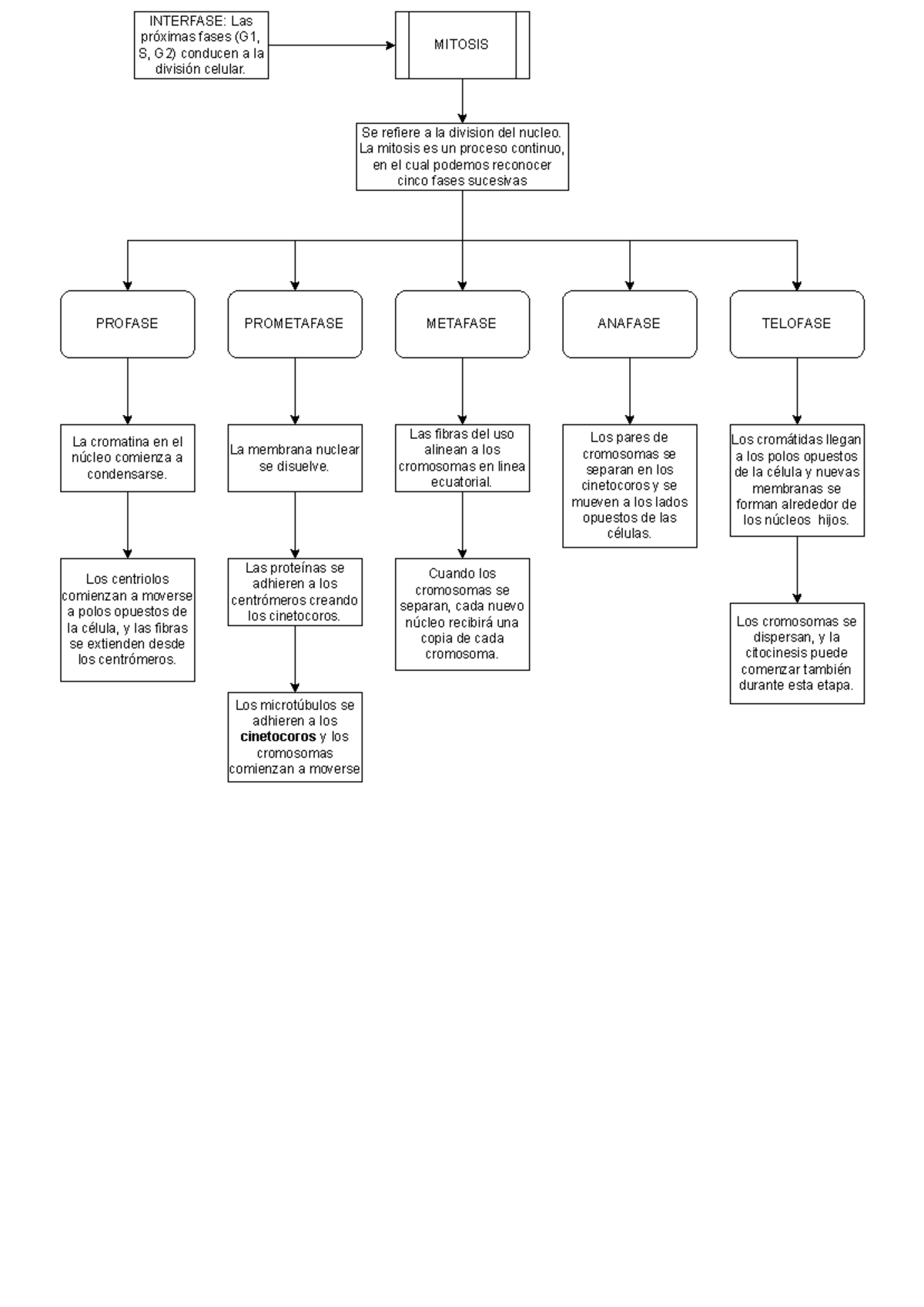 Diagrama sin título - Mapa Conceptual - MITOSIS PROFASE PROMETAFASE ...