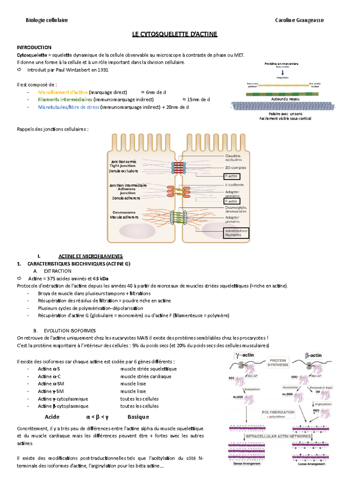 Le cytosquelette d’actine - Biologie cellulaire Caroline Grangeasse LE ...