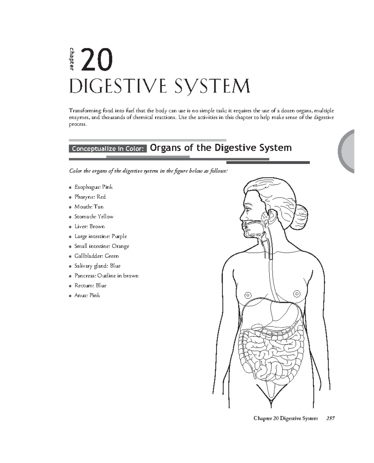 Worksheet Digestive system - chapter 20 DIGESTIVE SYSTEM Transforming ...