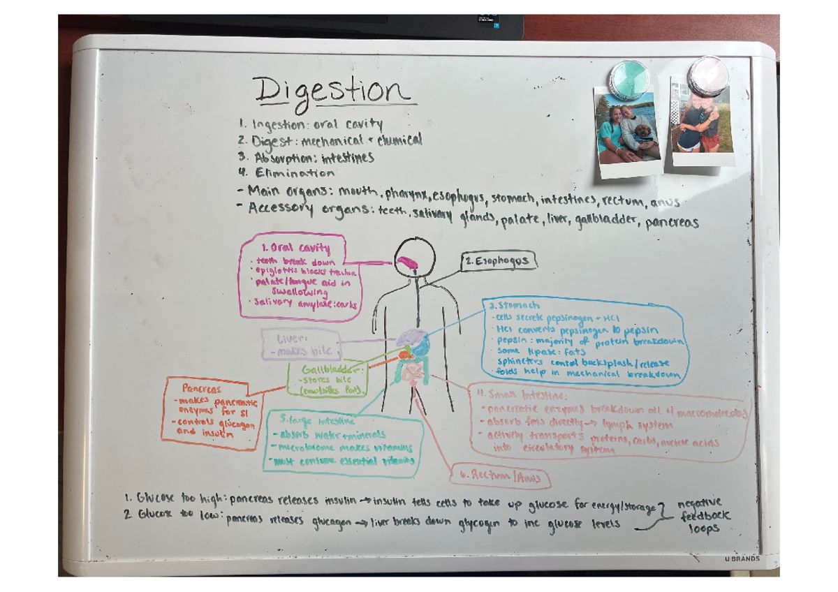 Digestive system - BIOL1110 - Studocu