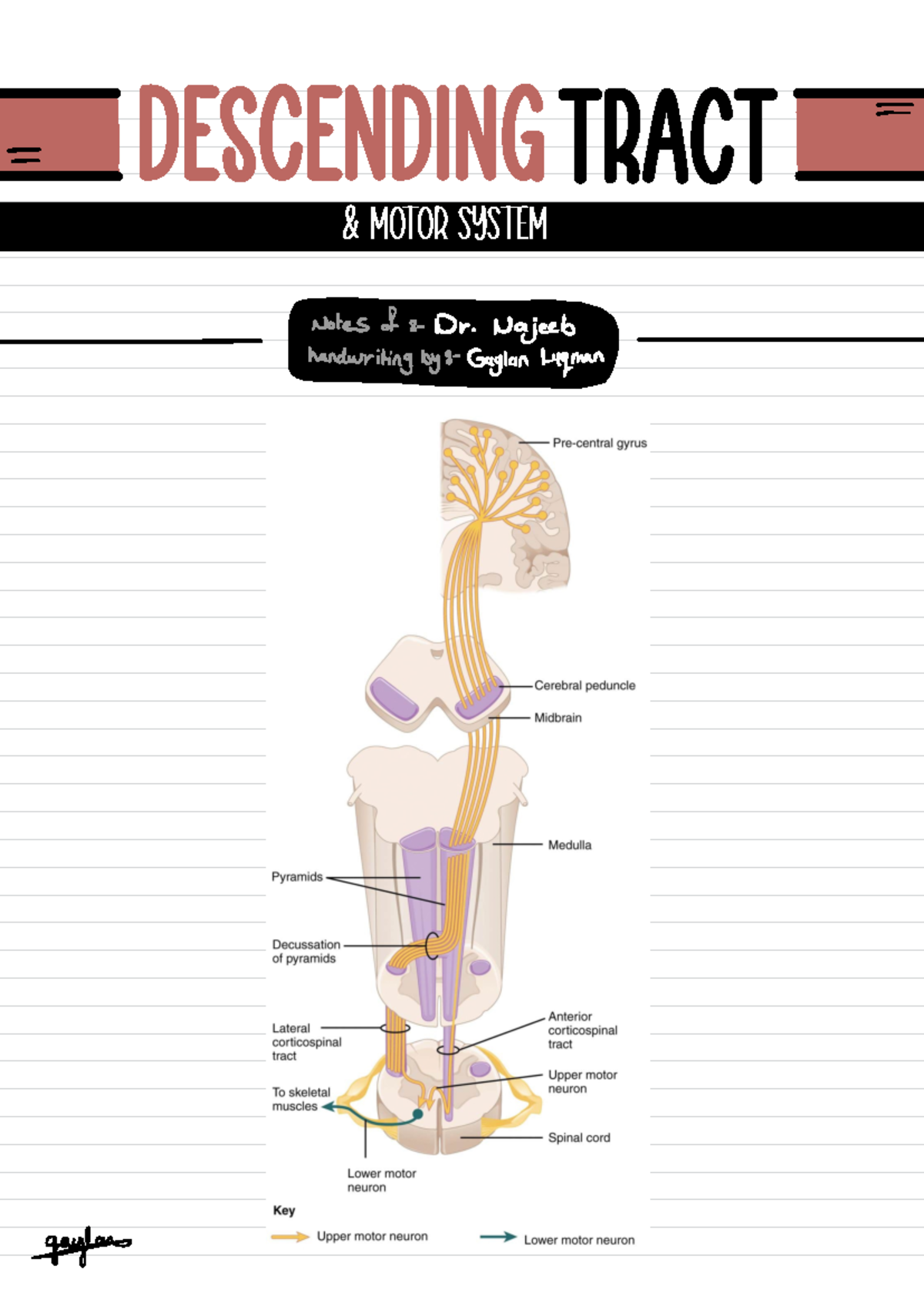 Neurology : Motor System & Descending tracts - descending tract & motor ...