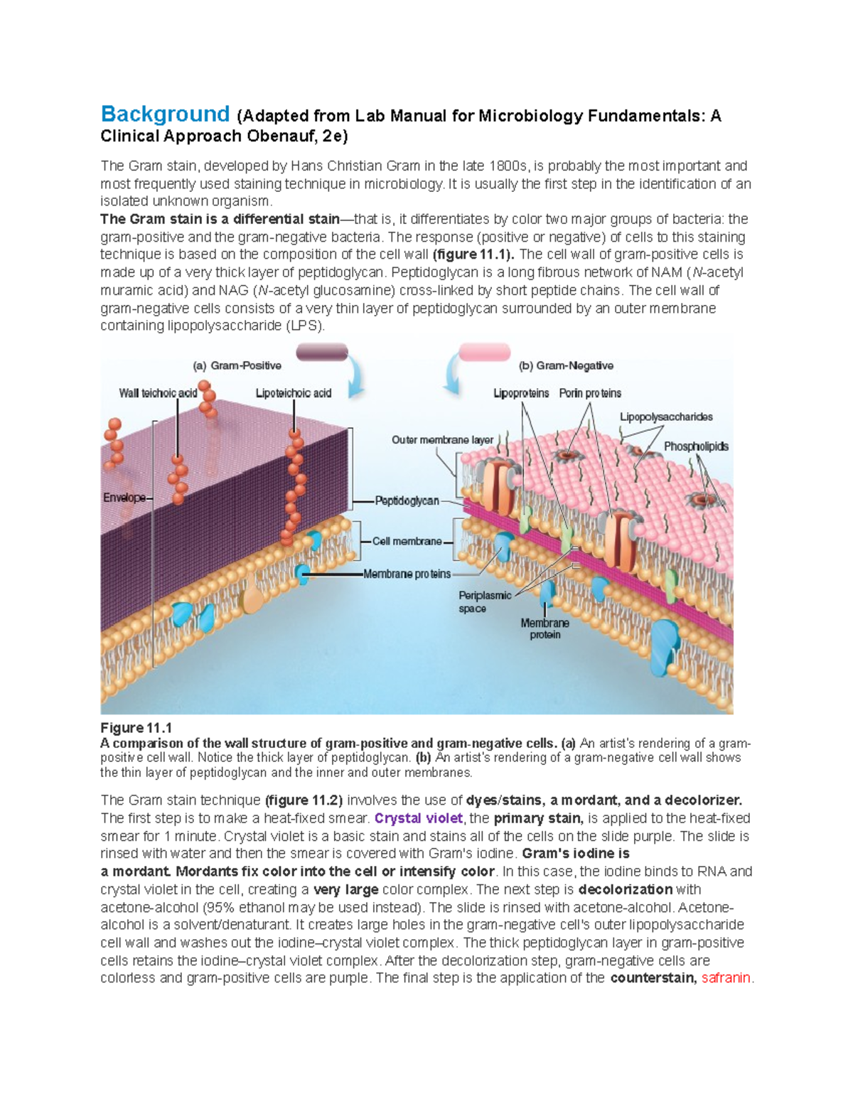 Week 4- Gram stain procedure E.coli Sepi - Background (Adapted from Lab ...