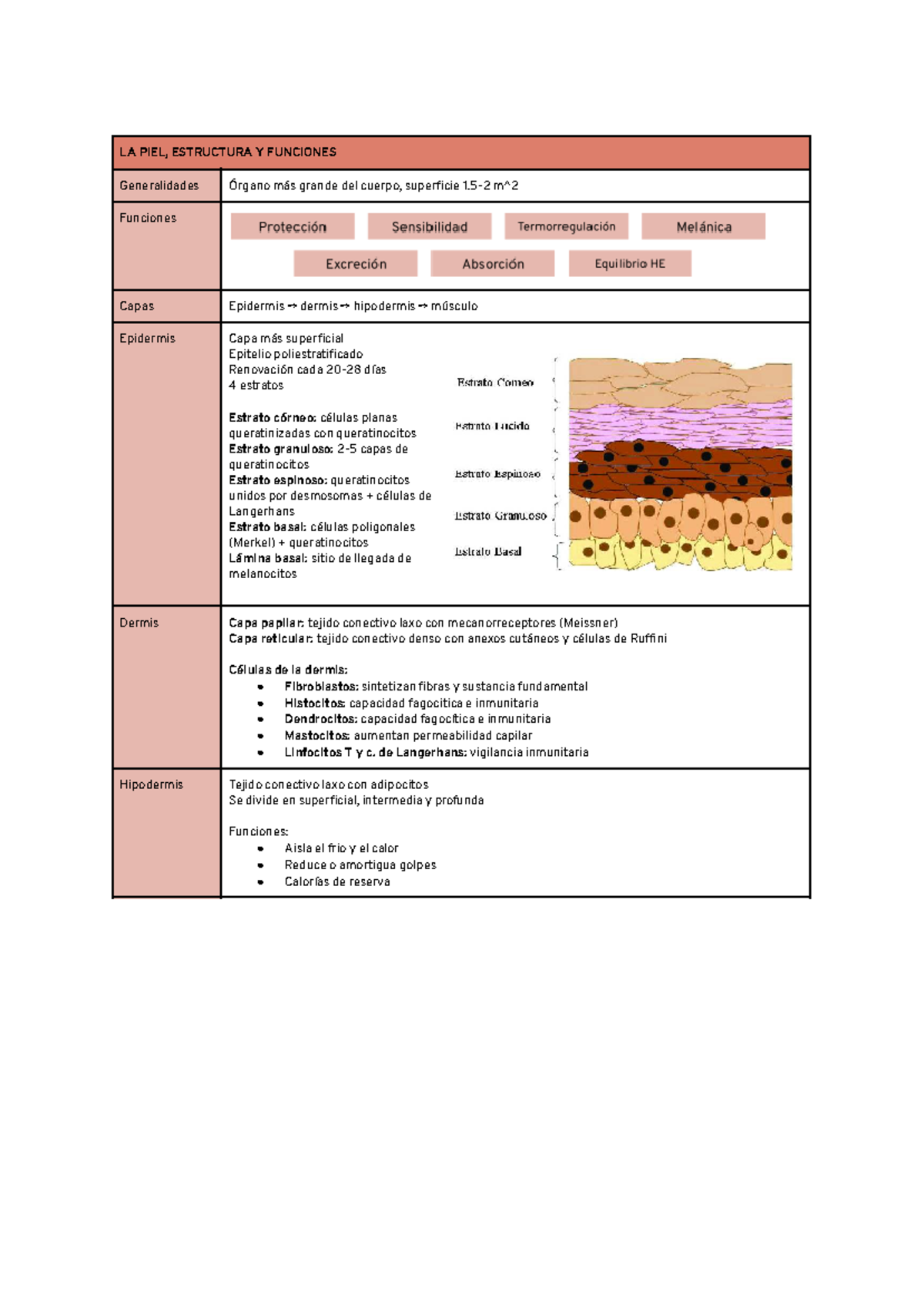 Dermatologia - 1P derma - LA PIEL, ESTRUCTURA Y FUNCIONES Generalidades Órgano más grande del ...