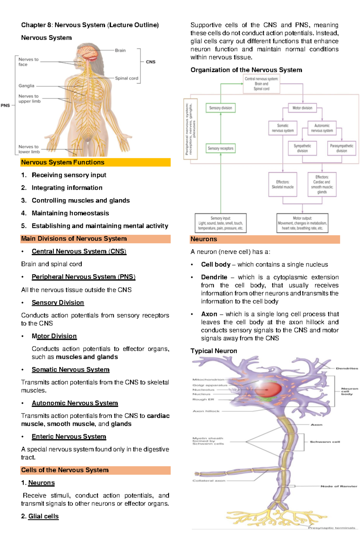 Anatomy and Physiology chapter 8 - Chapter 8 : Nervous System ( Lecture ...