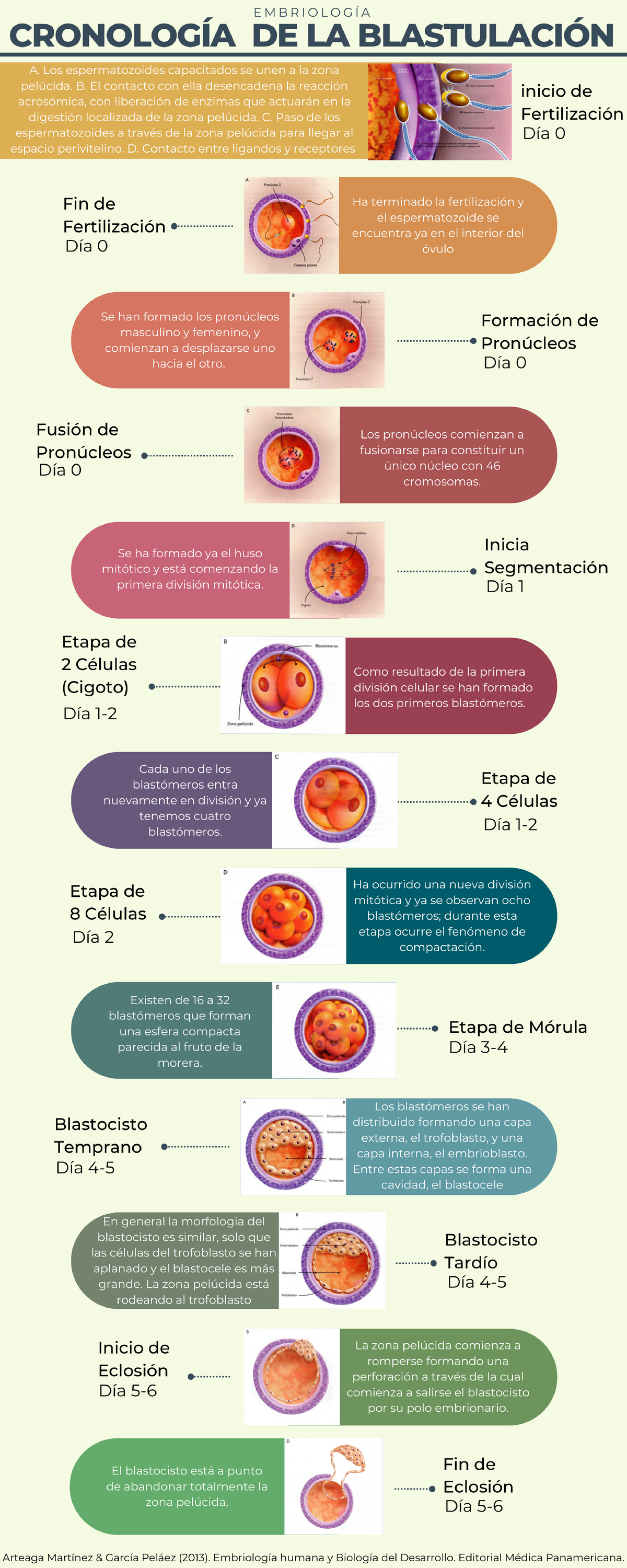 Cronología DE LA Blastulación - EMBRIOLOGÍA CRONOLOGÍA DE LA BLASTULACIÓN A Los espermatozoides ...