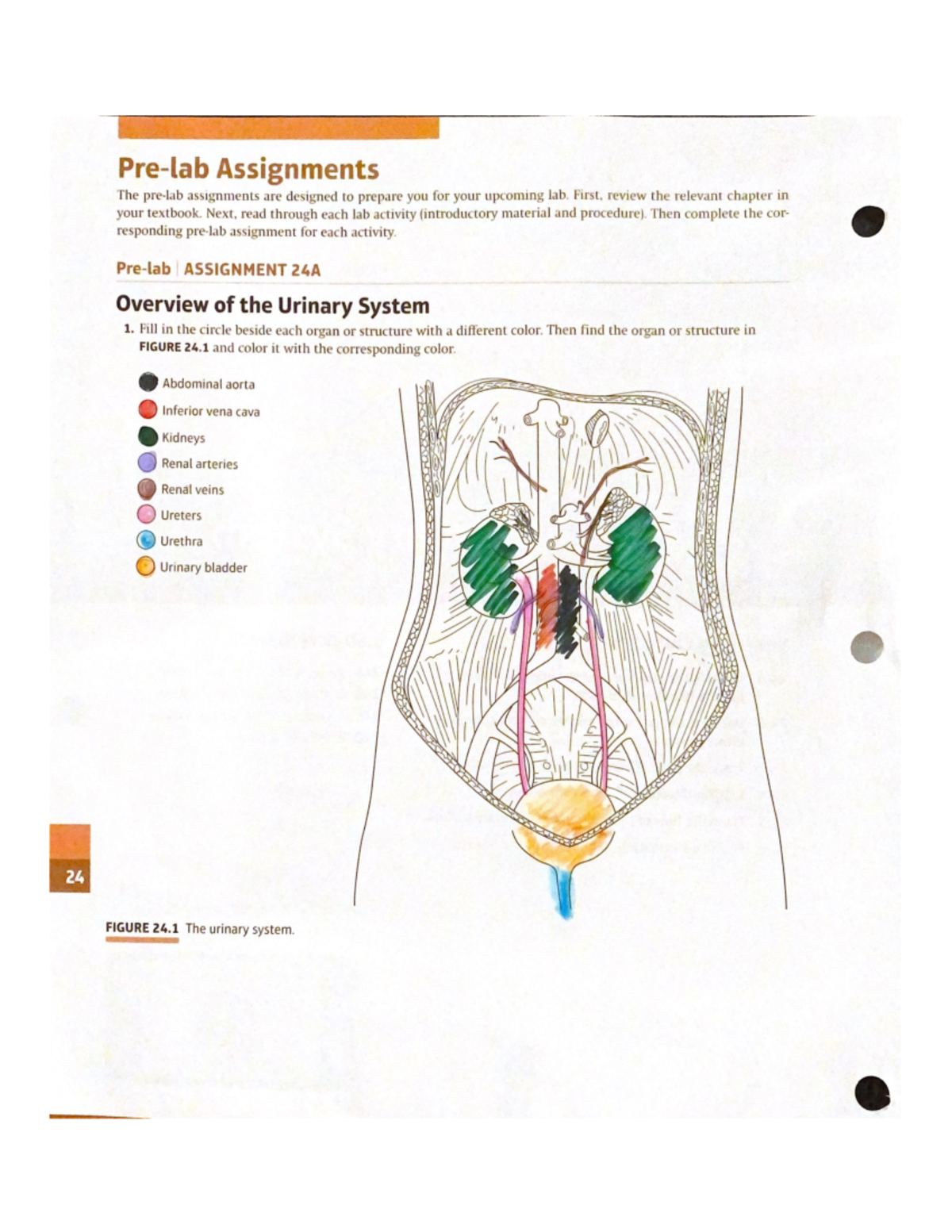 Urinary Prelab - Assignments The assignments are designed to prepare ...