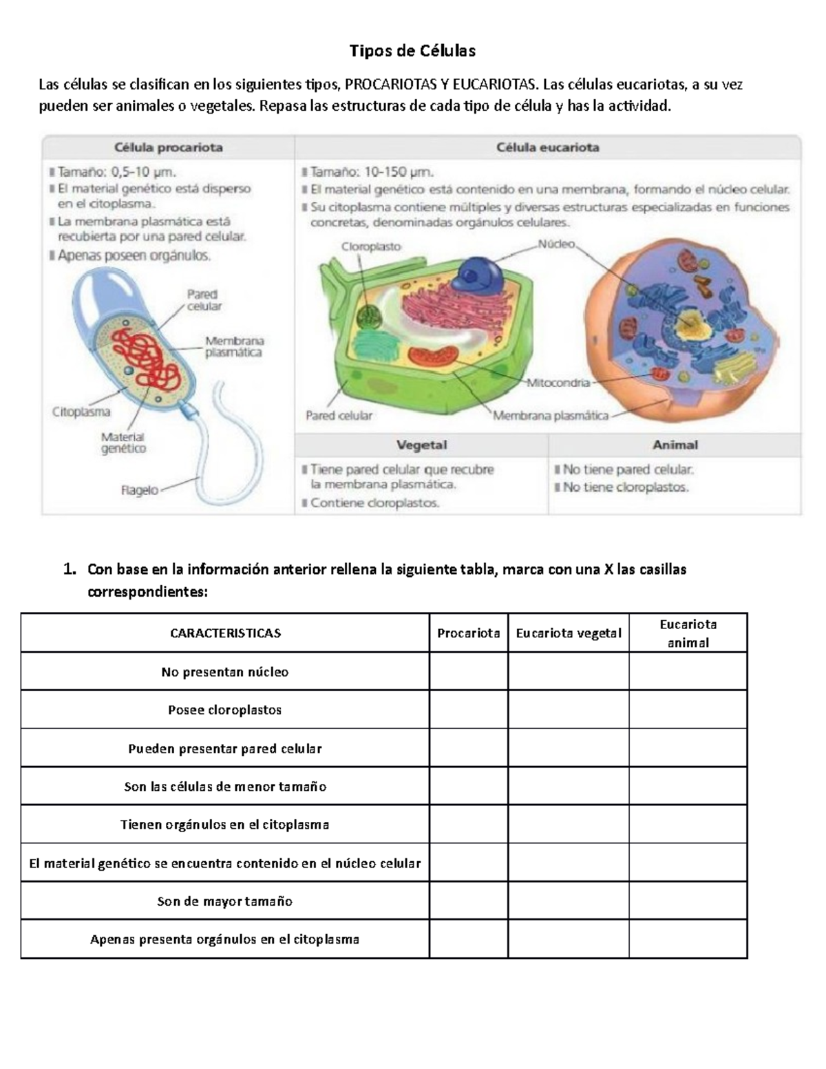 Tipos de Células - Tipos de Células Las células se clasifican en los ...